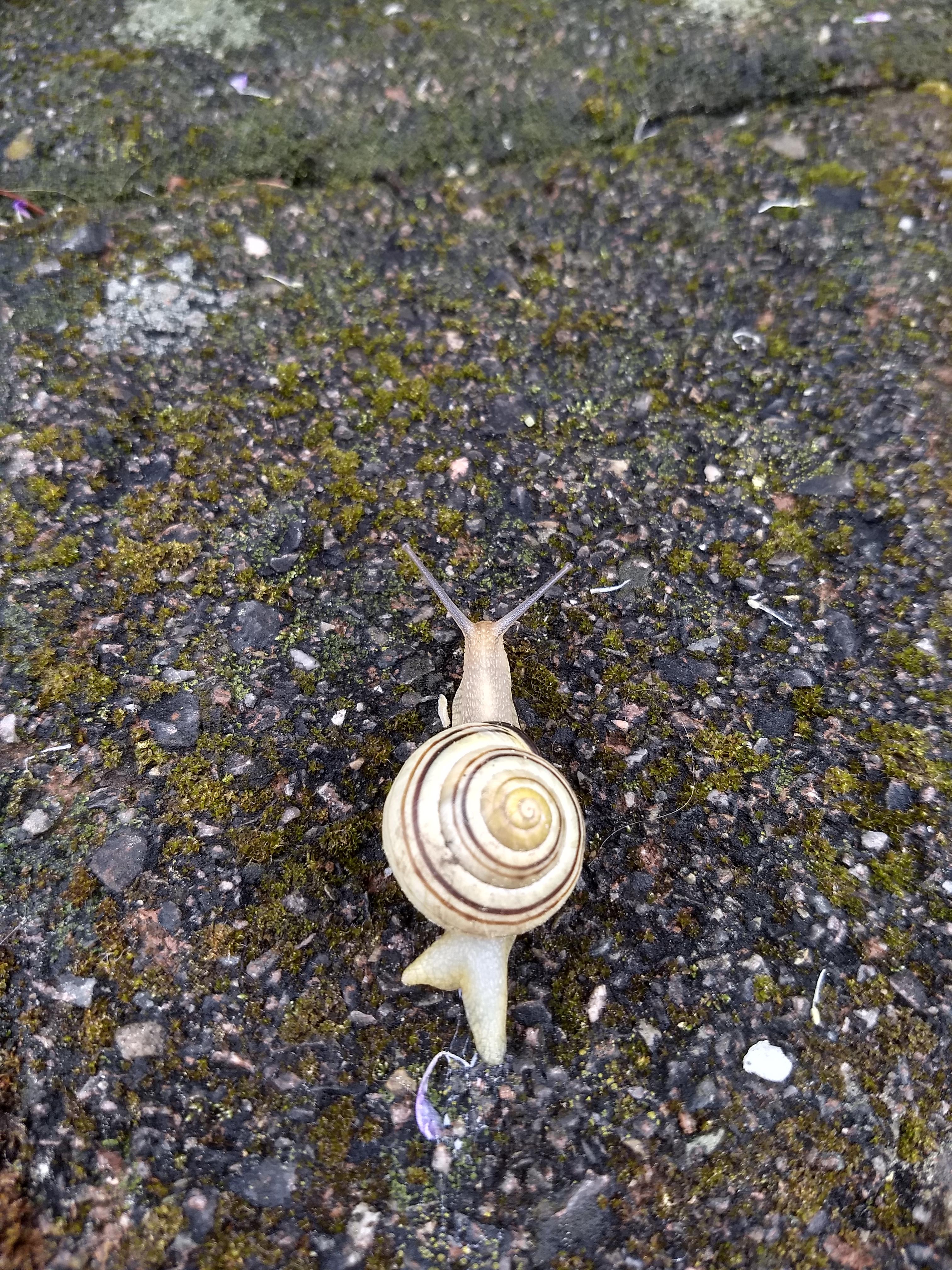 2 feet! It rained and I saw the first snails. Also this one... | Scrolller
