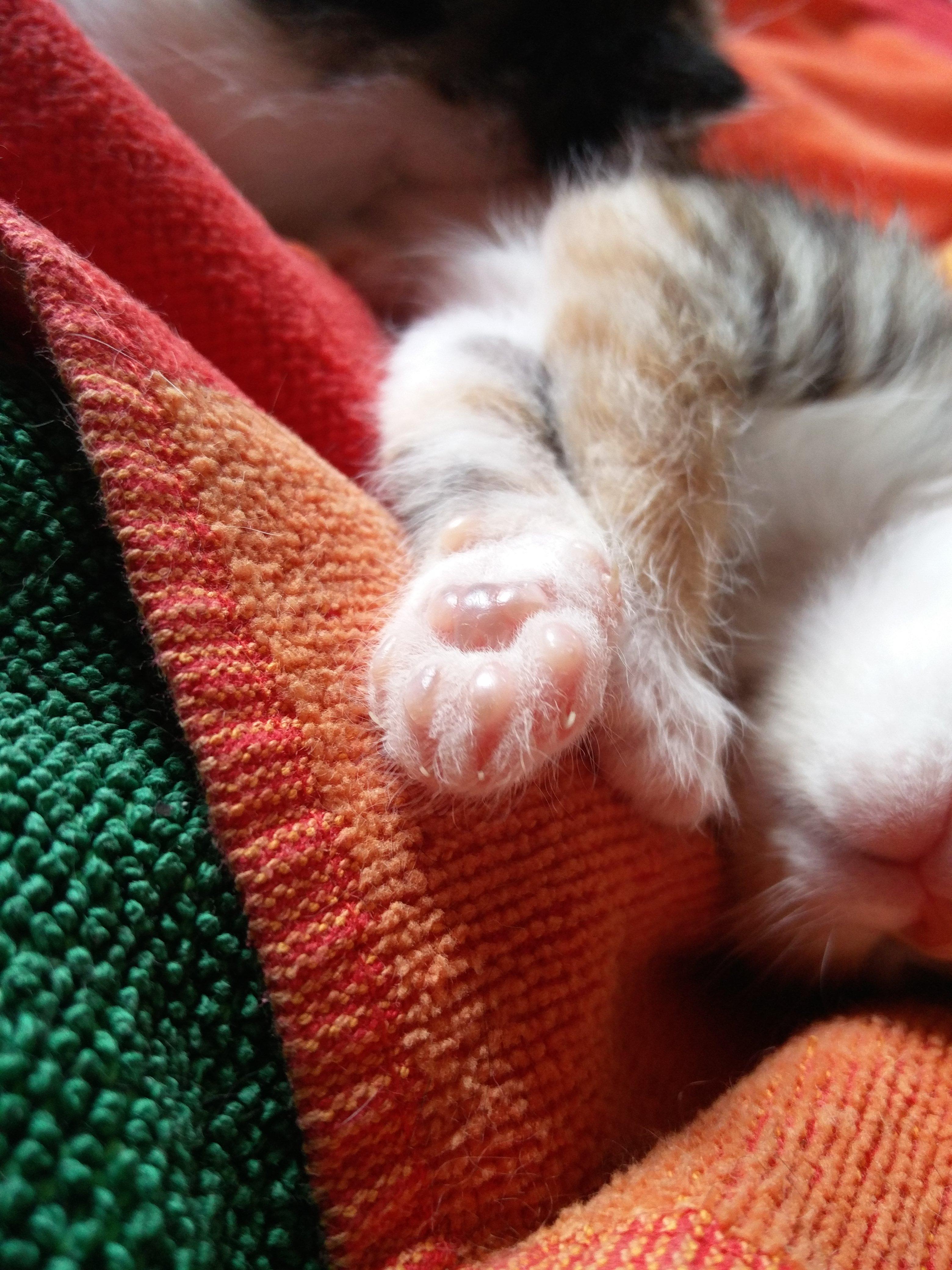 2 week old kitten beans | Scrolller