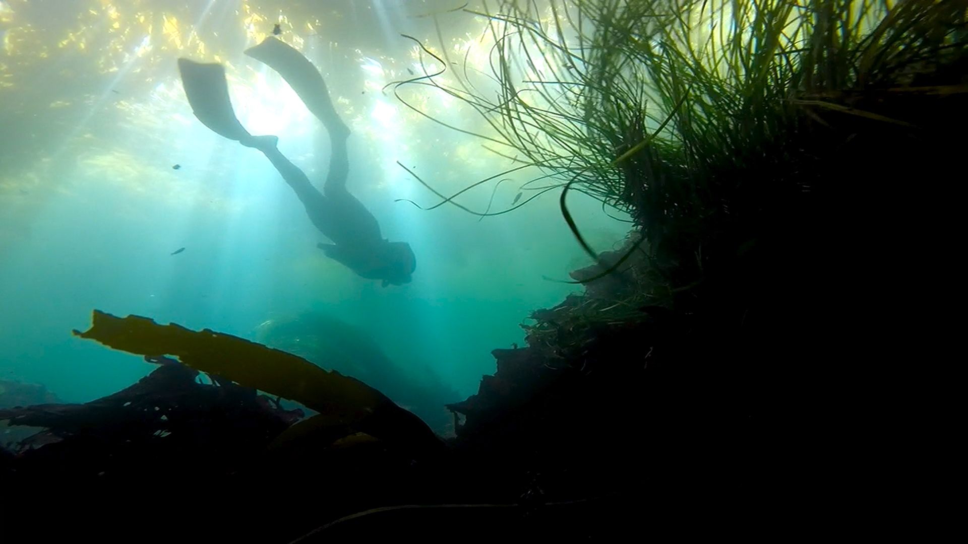 20 feet of vis? that's a good day, Carmel CA | Scrolller