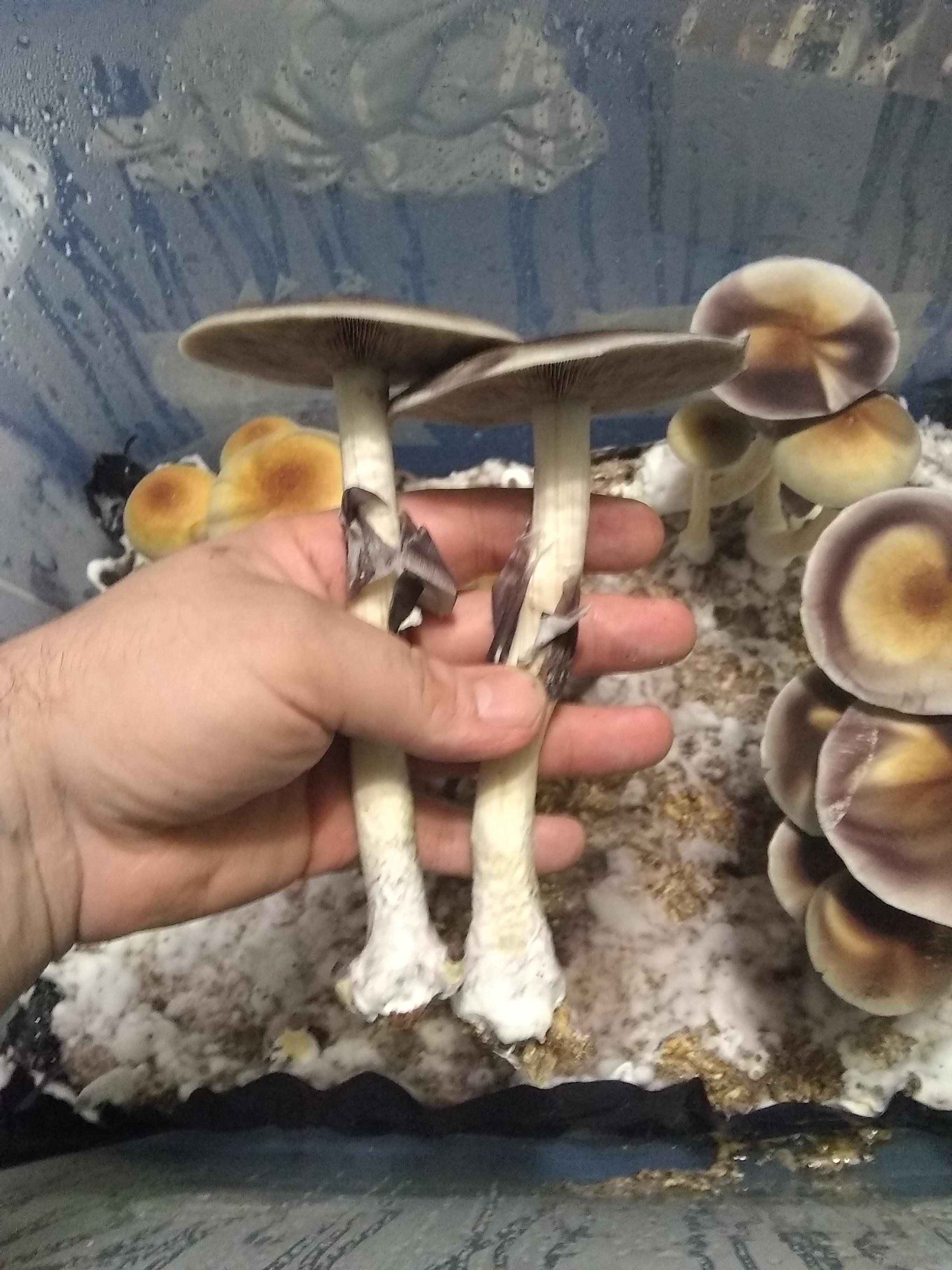 2nd flush GT Ms. | Scrolller