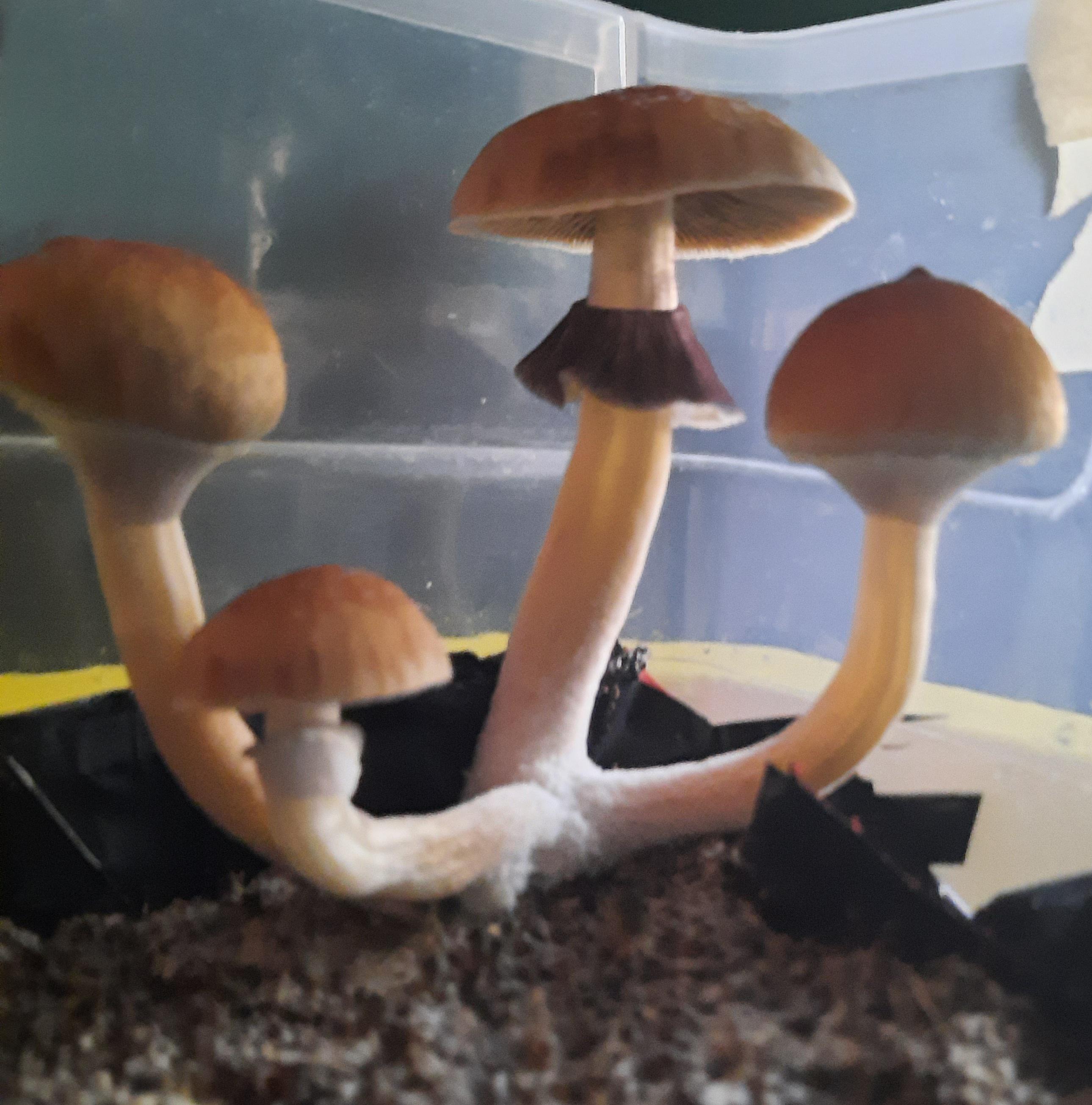 2nd flush in my shoebox. Only 1 small cluster, but man it is pretty ...
