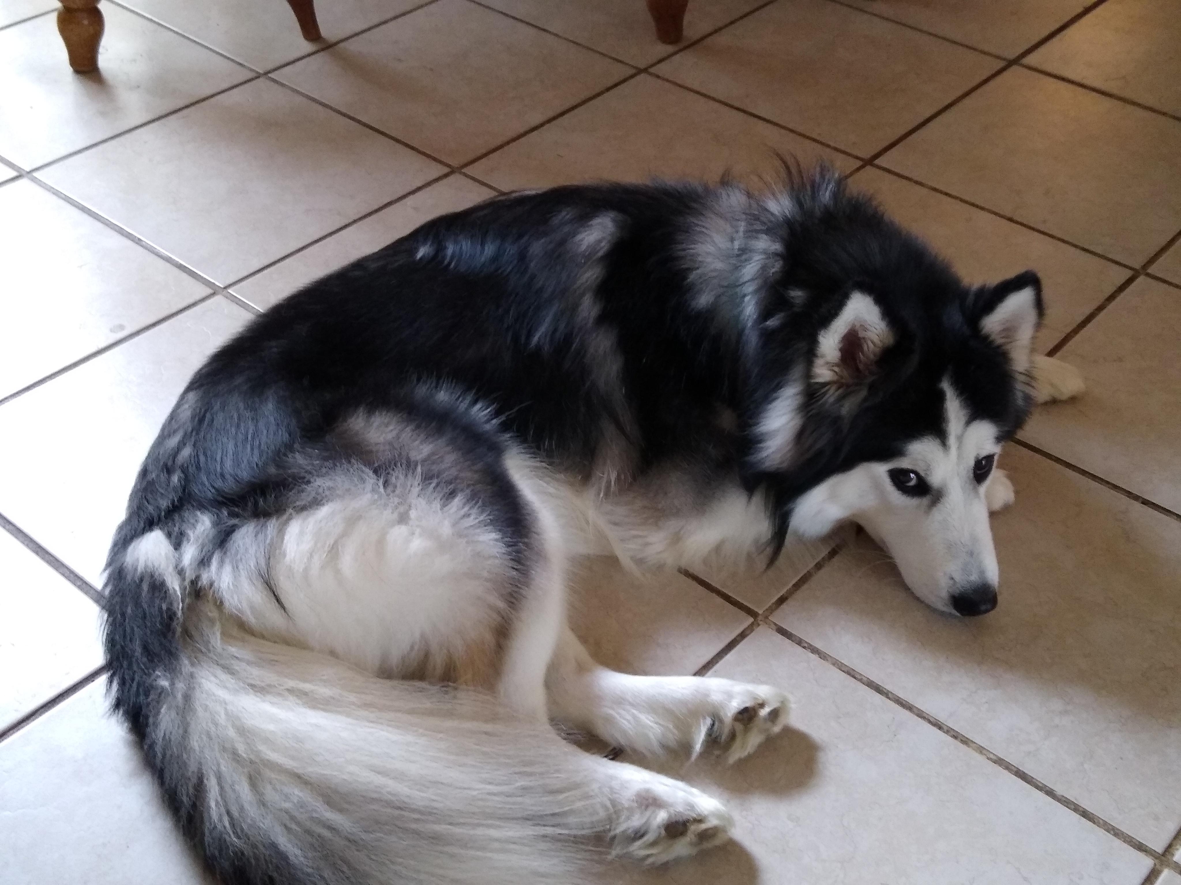 2nd generation Pomsky. My cute Dante boy! | Scrolller