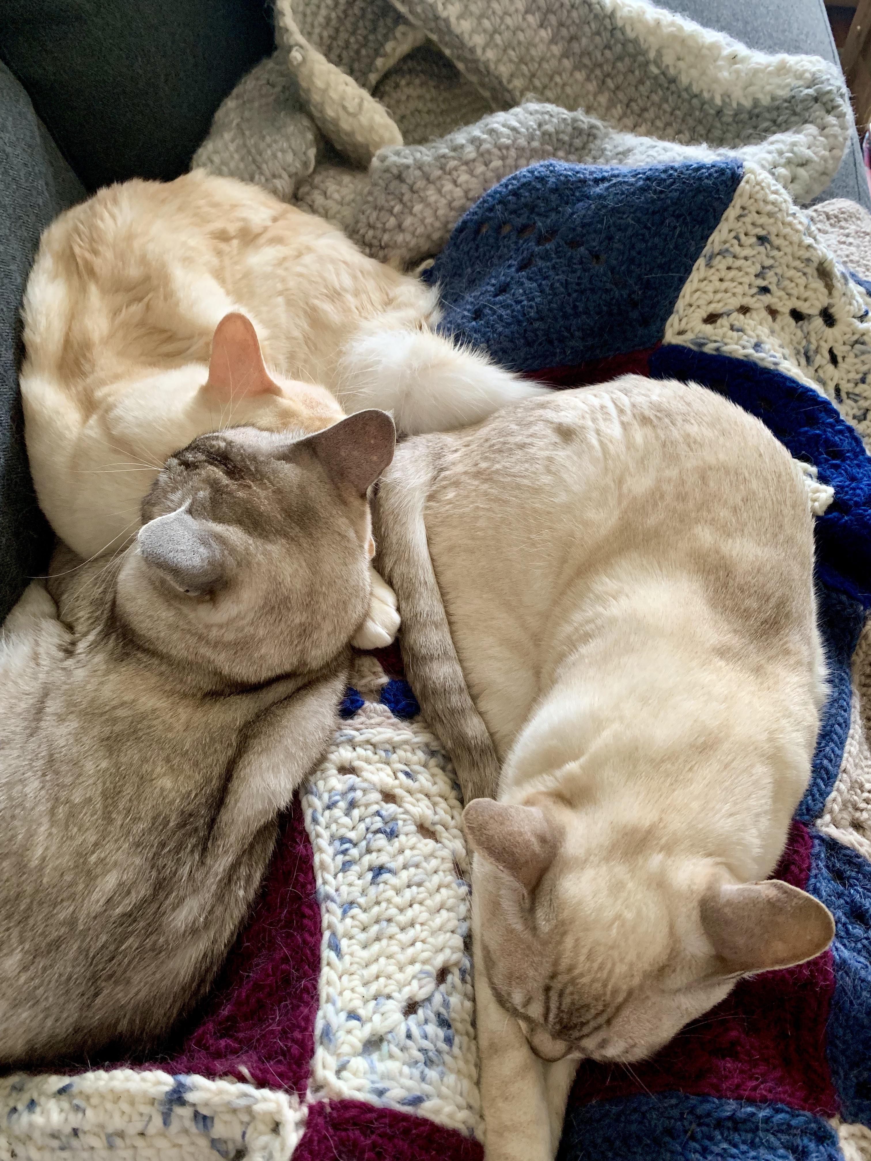 3/4 cuddle puddle | Scrolller