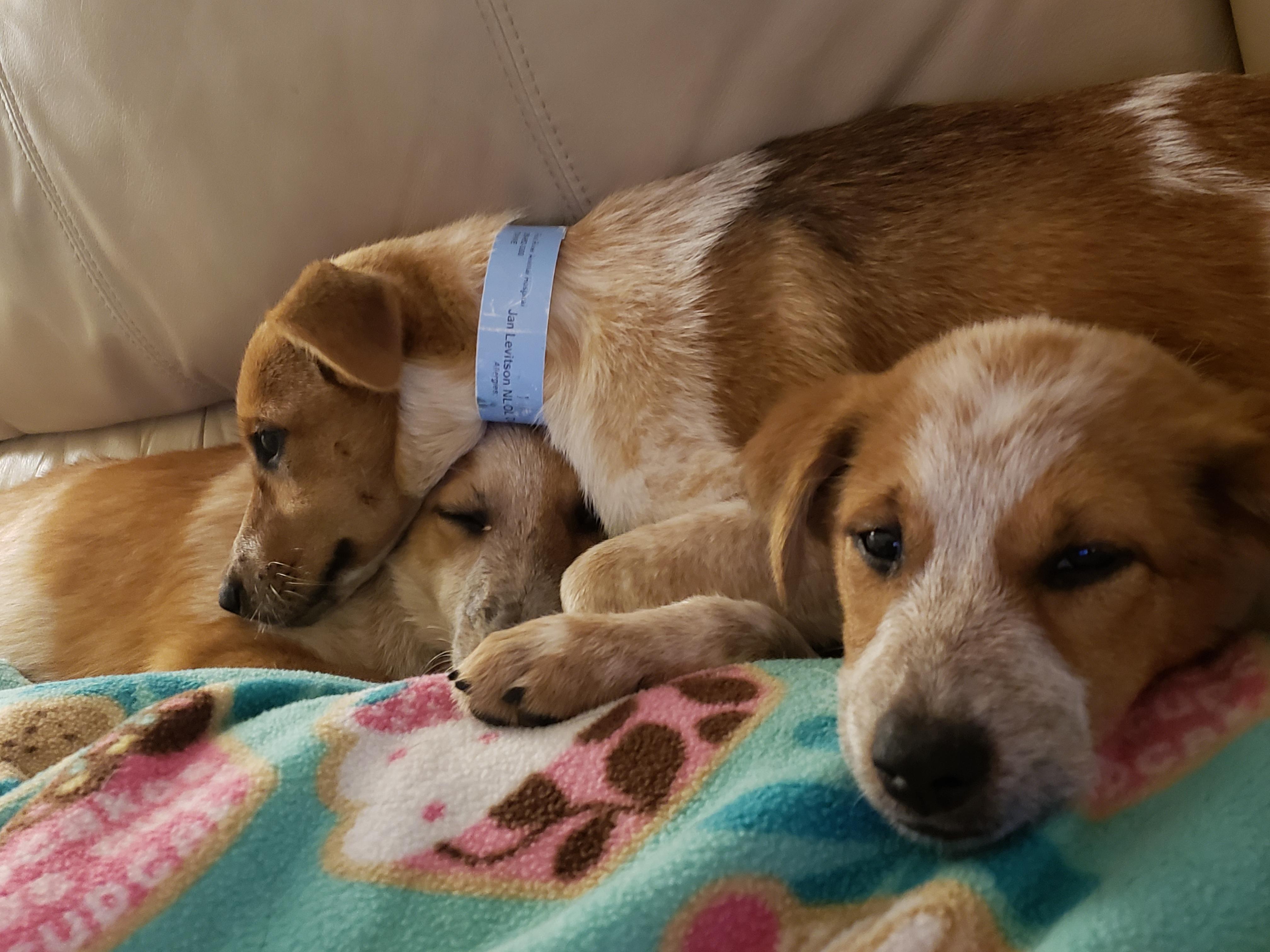 3 foster puppies settling in | Scrolller