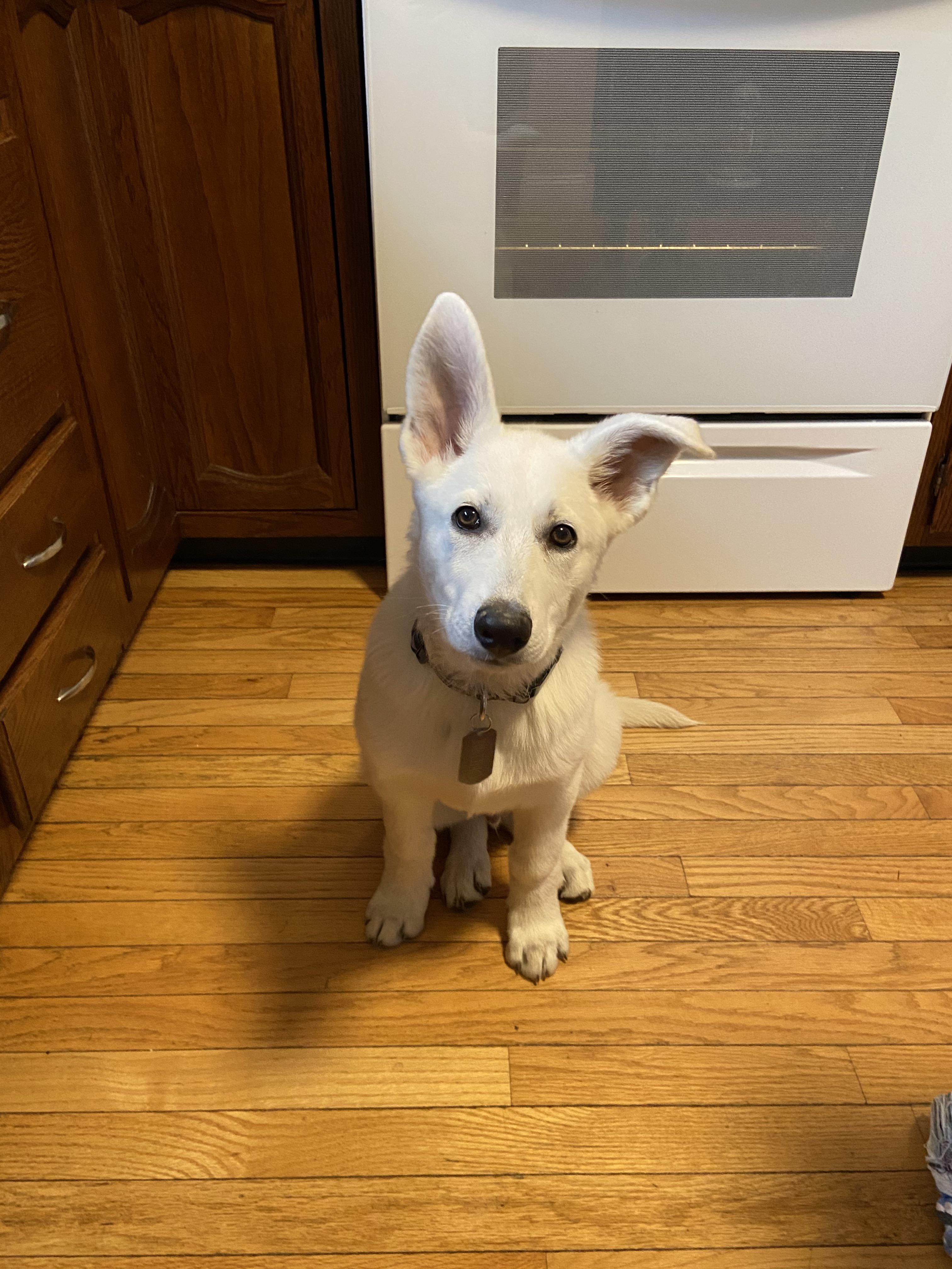 3 month old White Shepherd | Scrolller