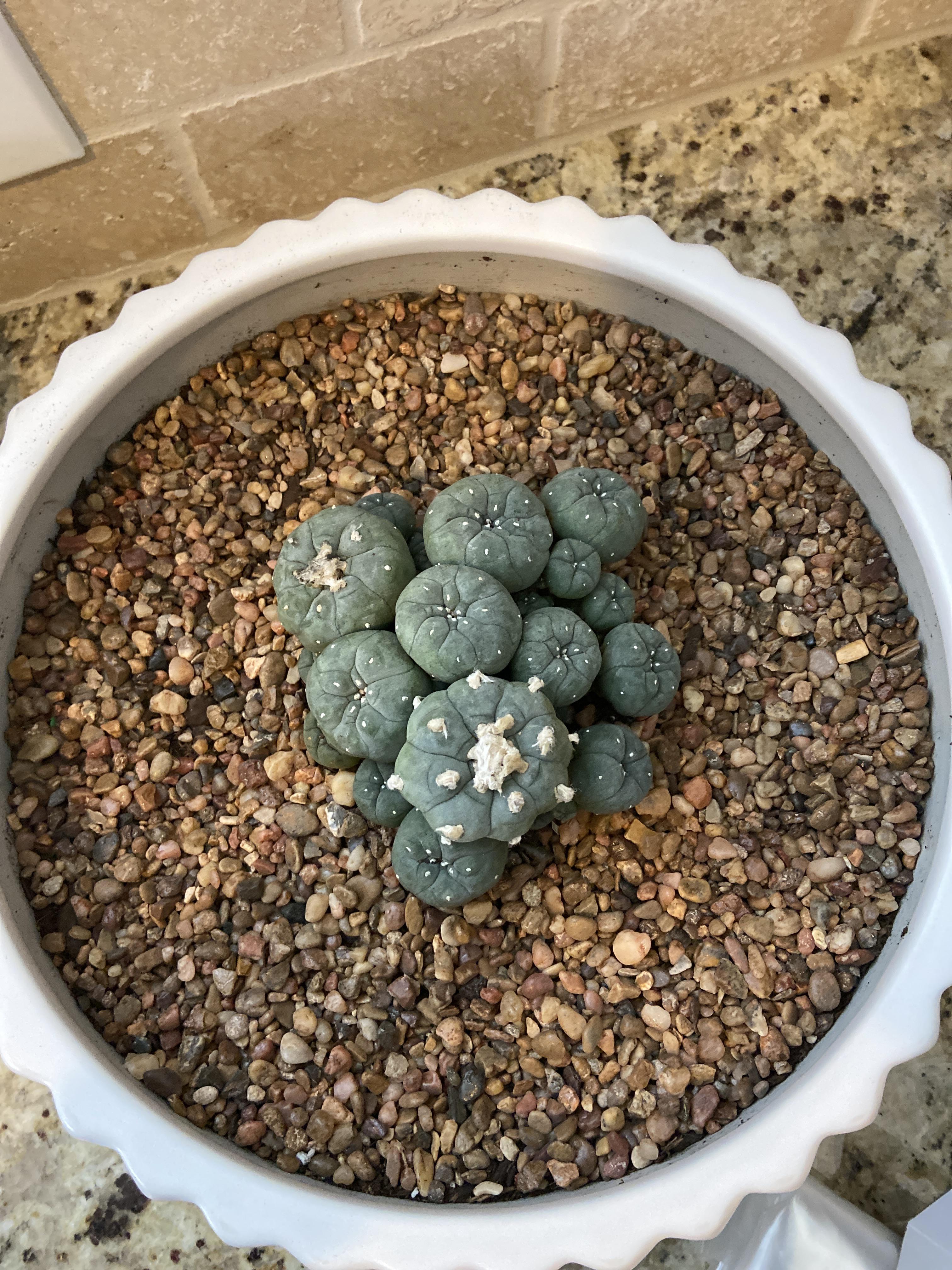 30 year old specimen | Scrolller