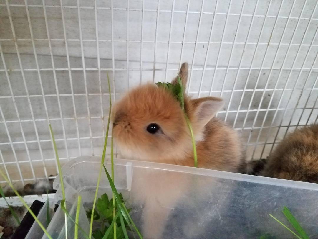 Dwarf lionhead 4 week old baby with a clover hat | Scrolller