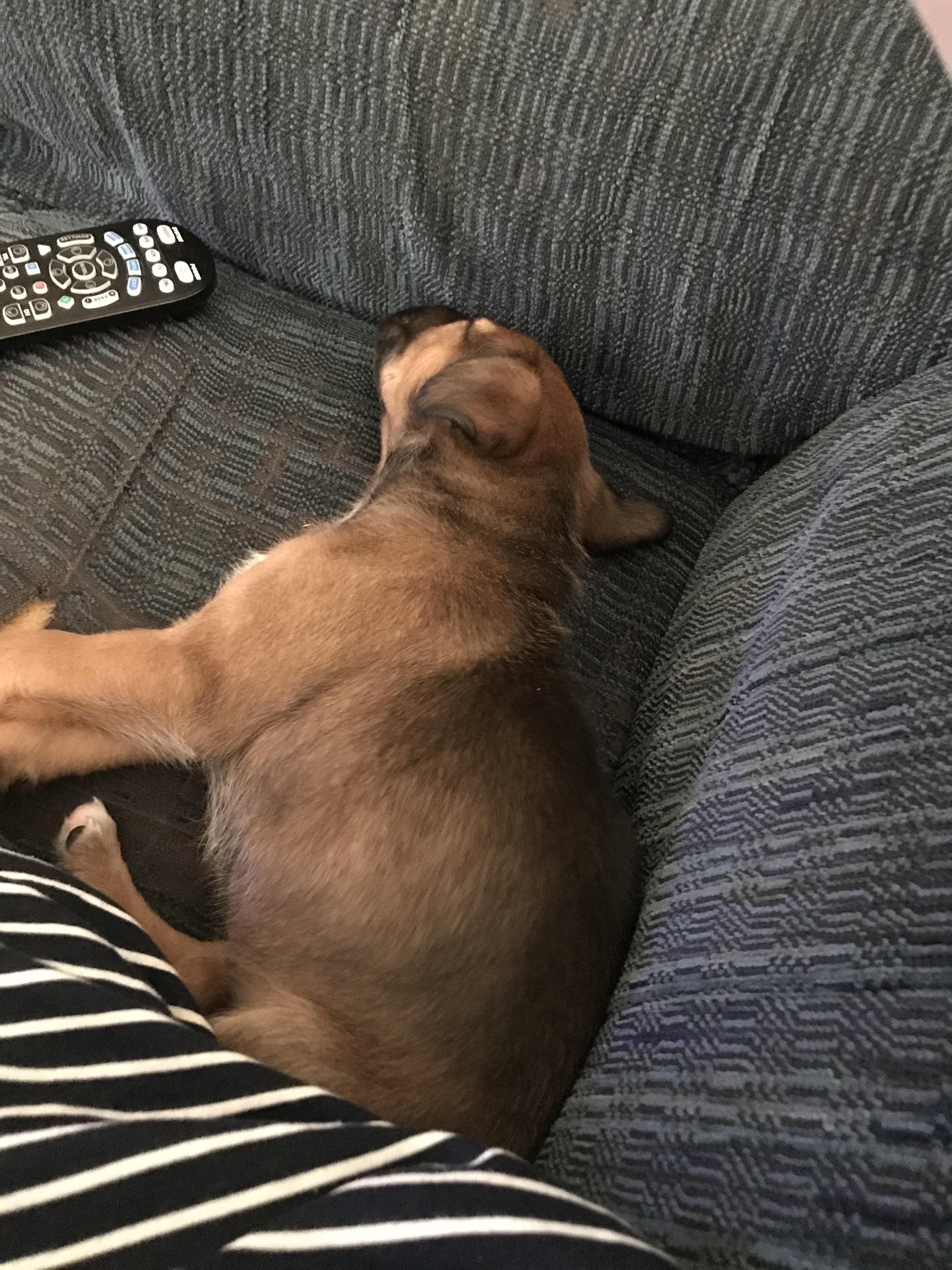 4 week old pupper sleep | Scrolller