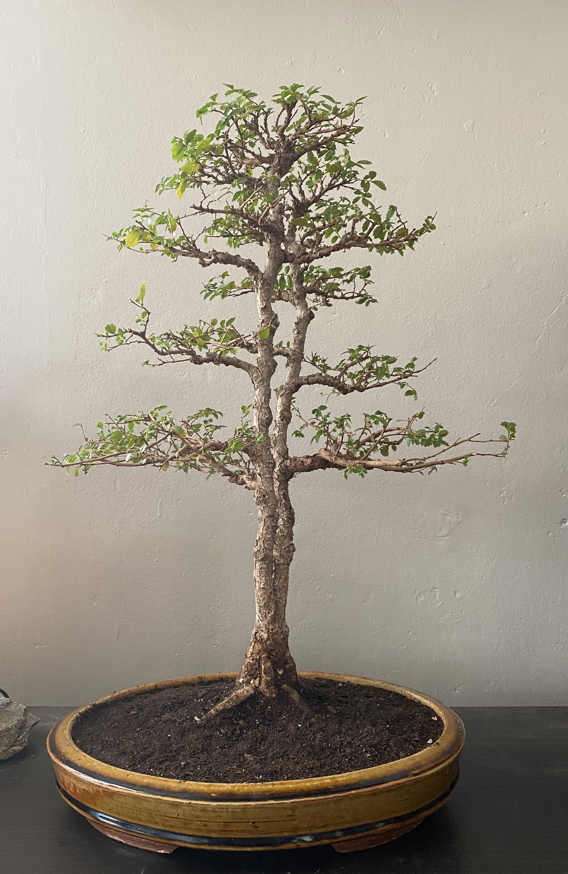 40 year old seed grown Chinese elm bonsai | Scrolller