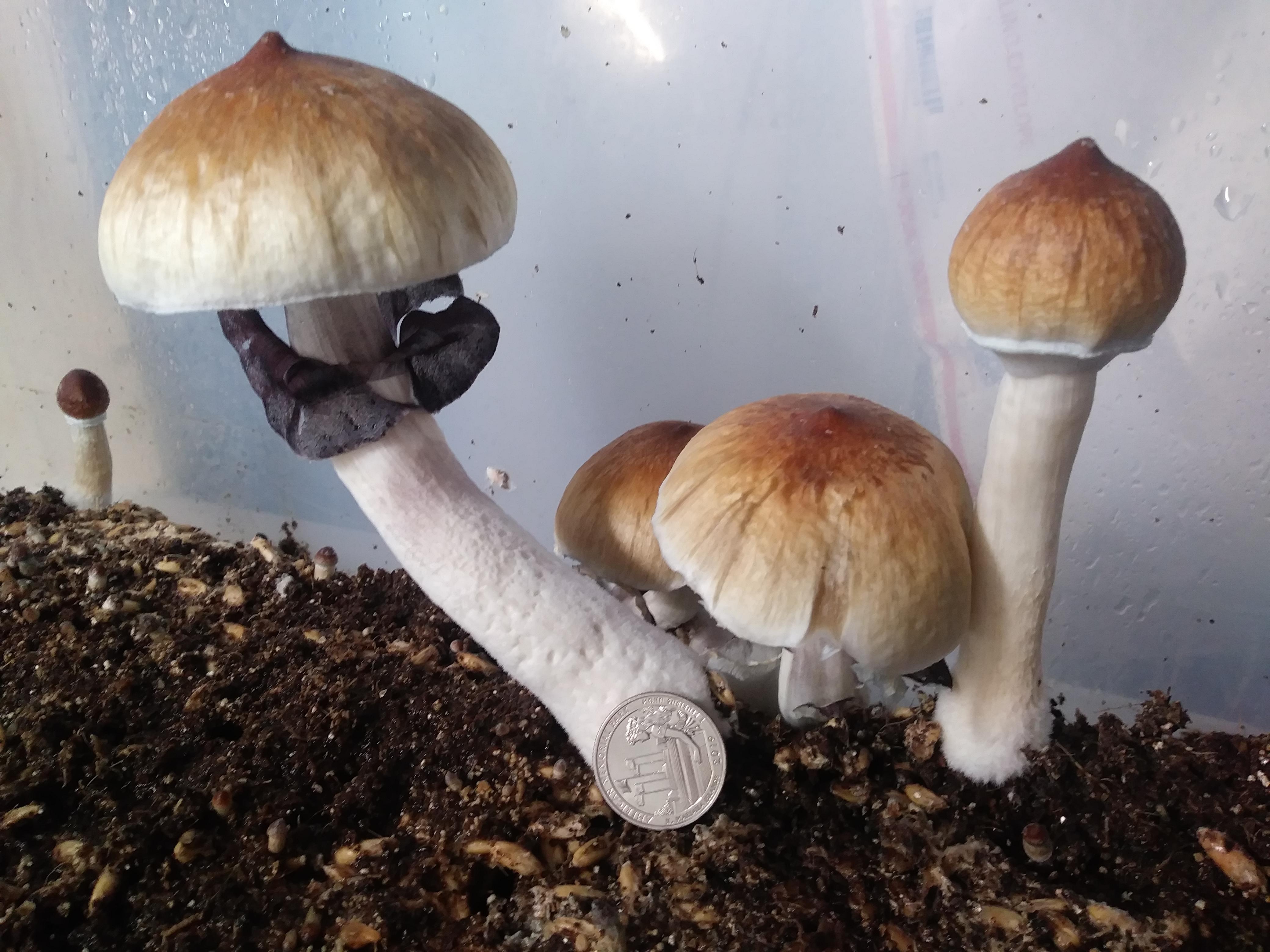 4th Flush monsters. Golden Teacher. | Scrolller