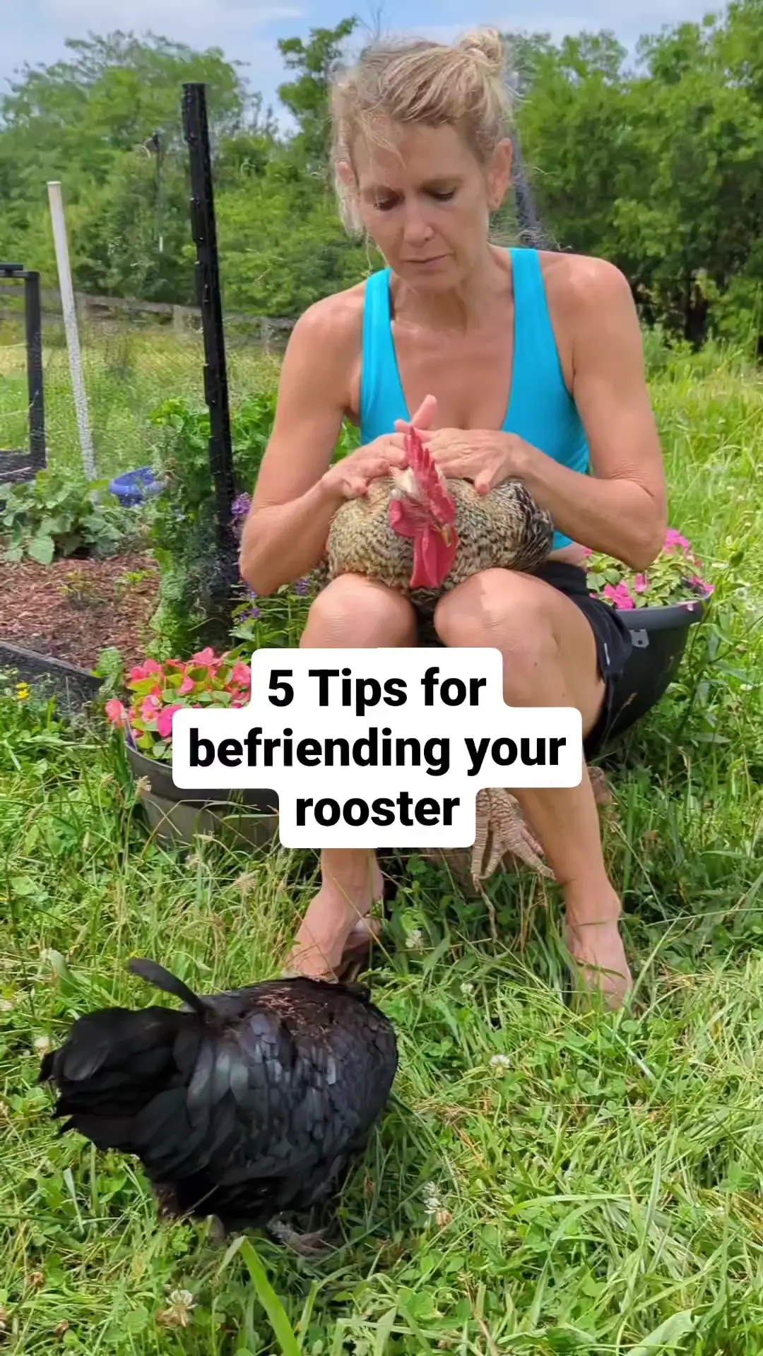 5 Tips for befriending your rooster | Scrolller