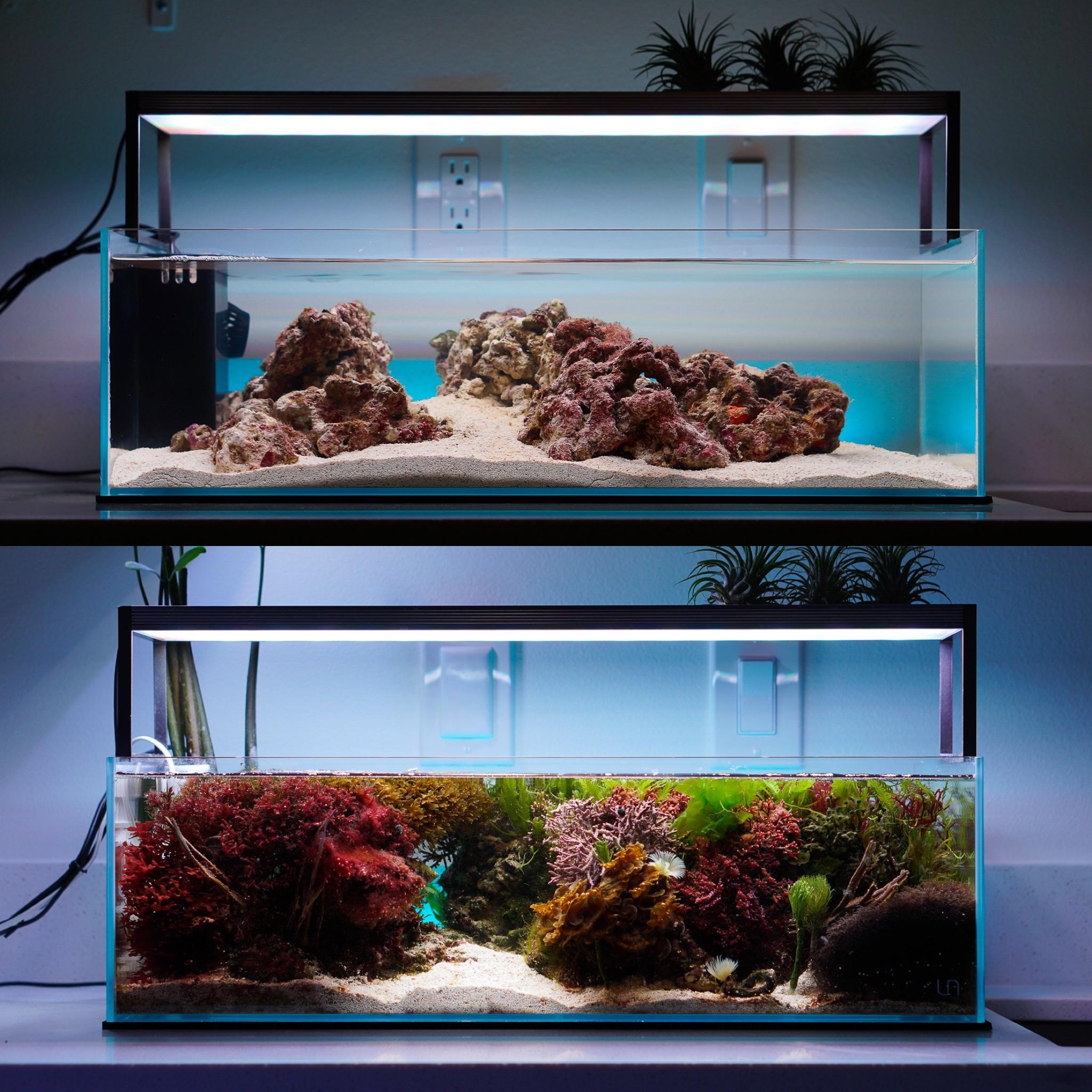 8 month progress shot of my macroalgae tank | Scrolller