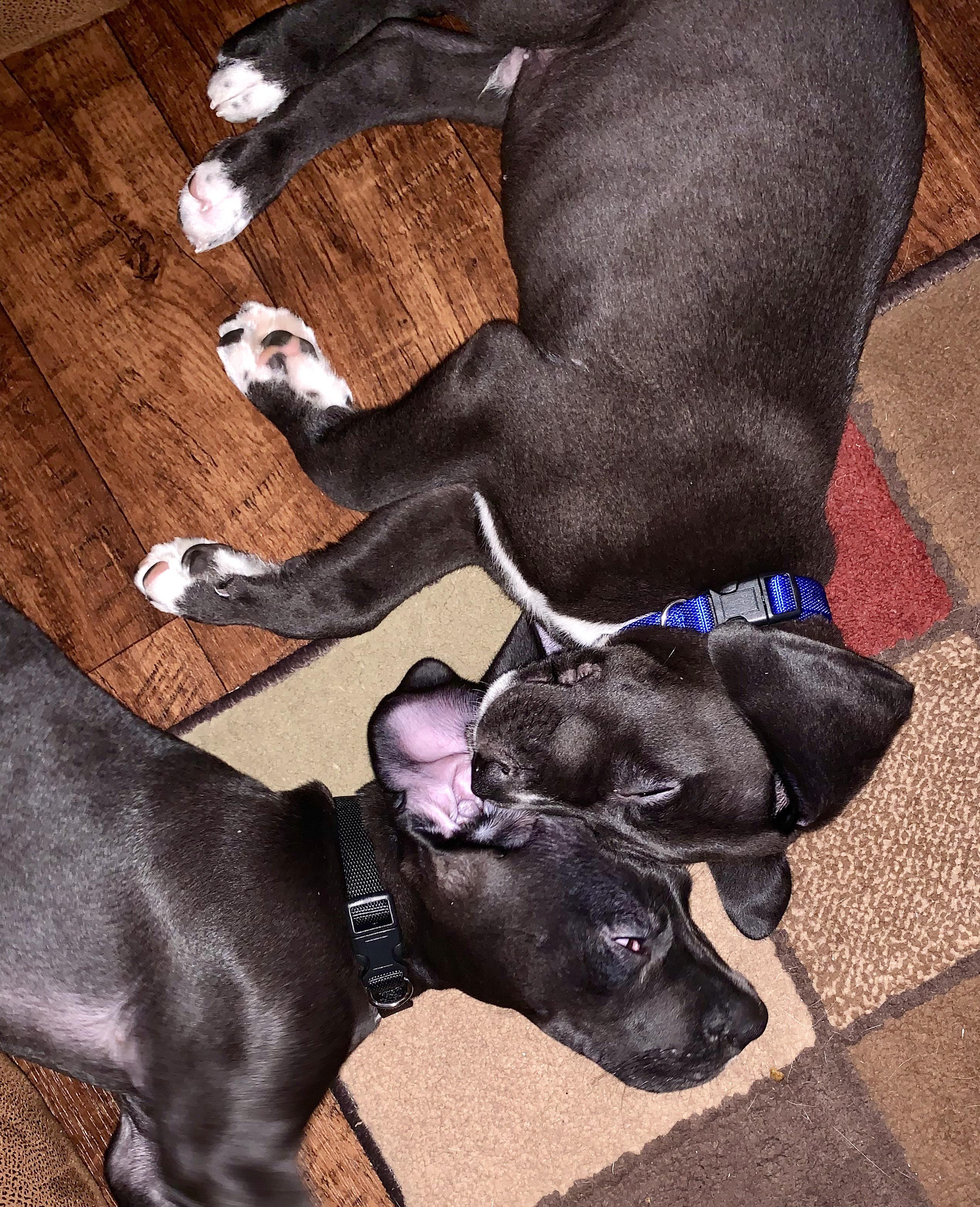8 week old brothers sleeping inches from their memory foam bed. | Scrolller
