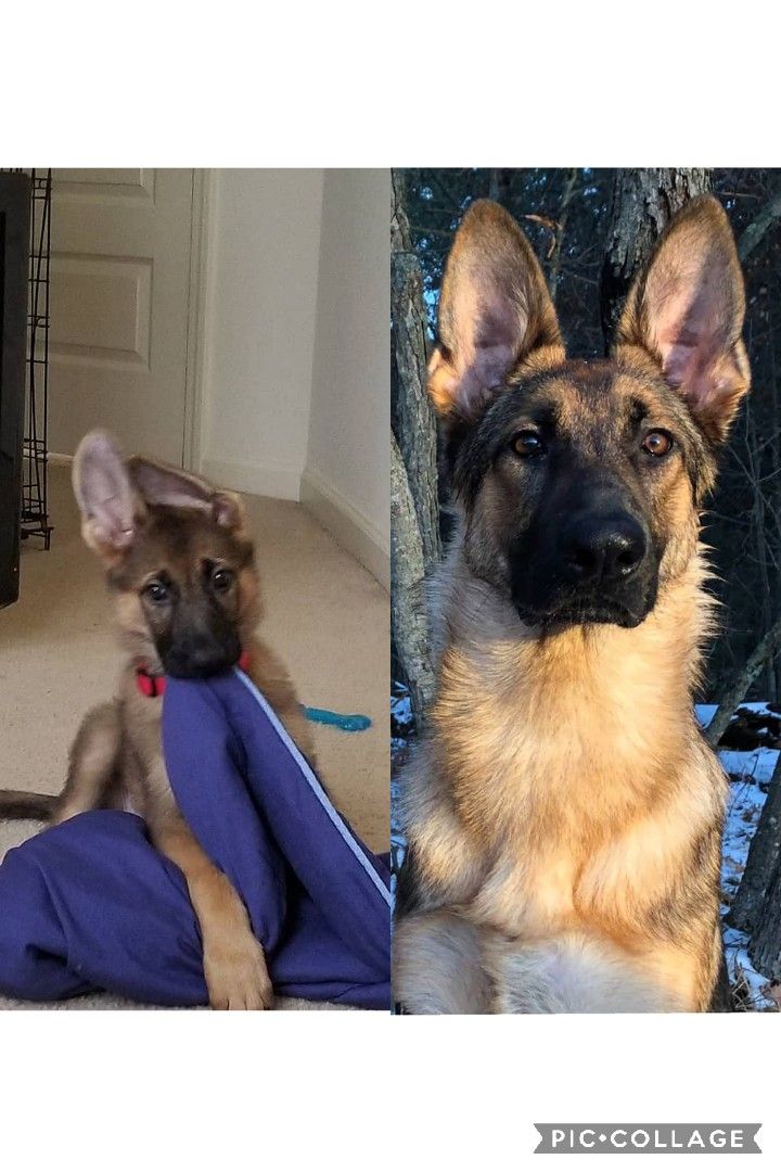8 weeks to 8 months. | Scrolller