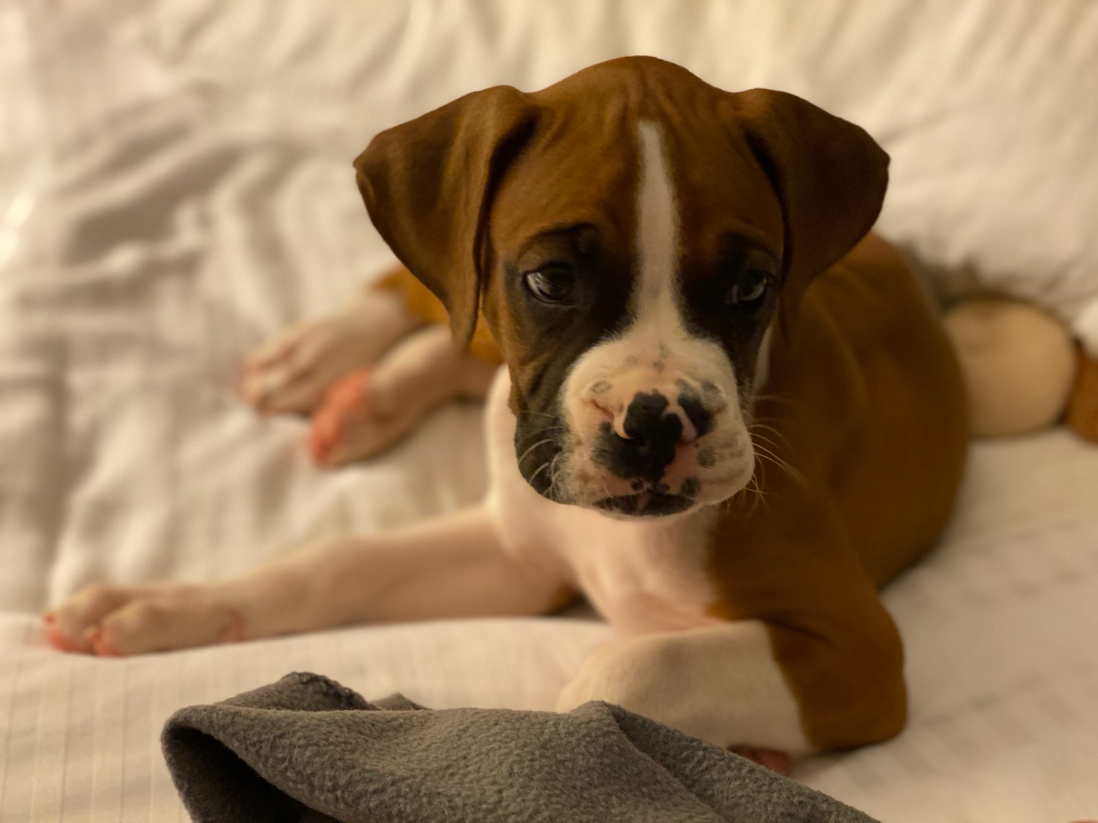 9 week old Boxer - Ranger | Scrolller