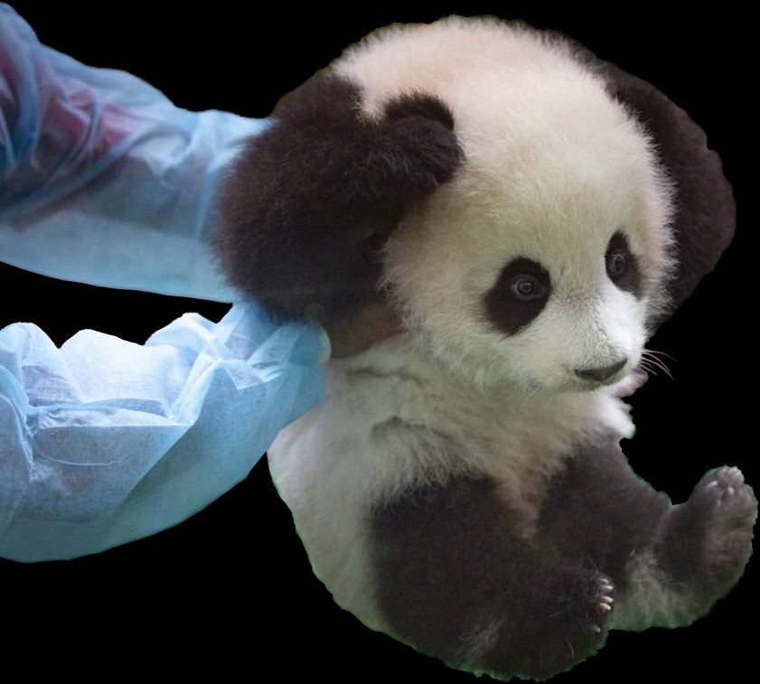 A 4 month old baby panda | Scrolller