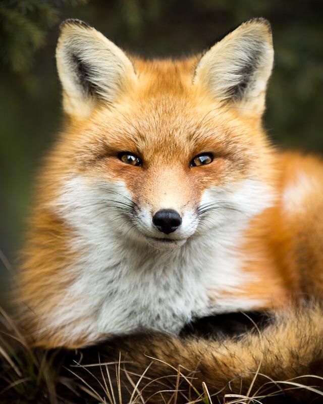 Discover more like Foxes: A beautiful Red Fox and Related Content | Scrolller