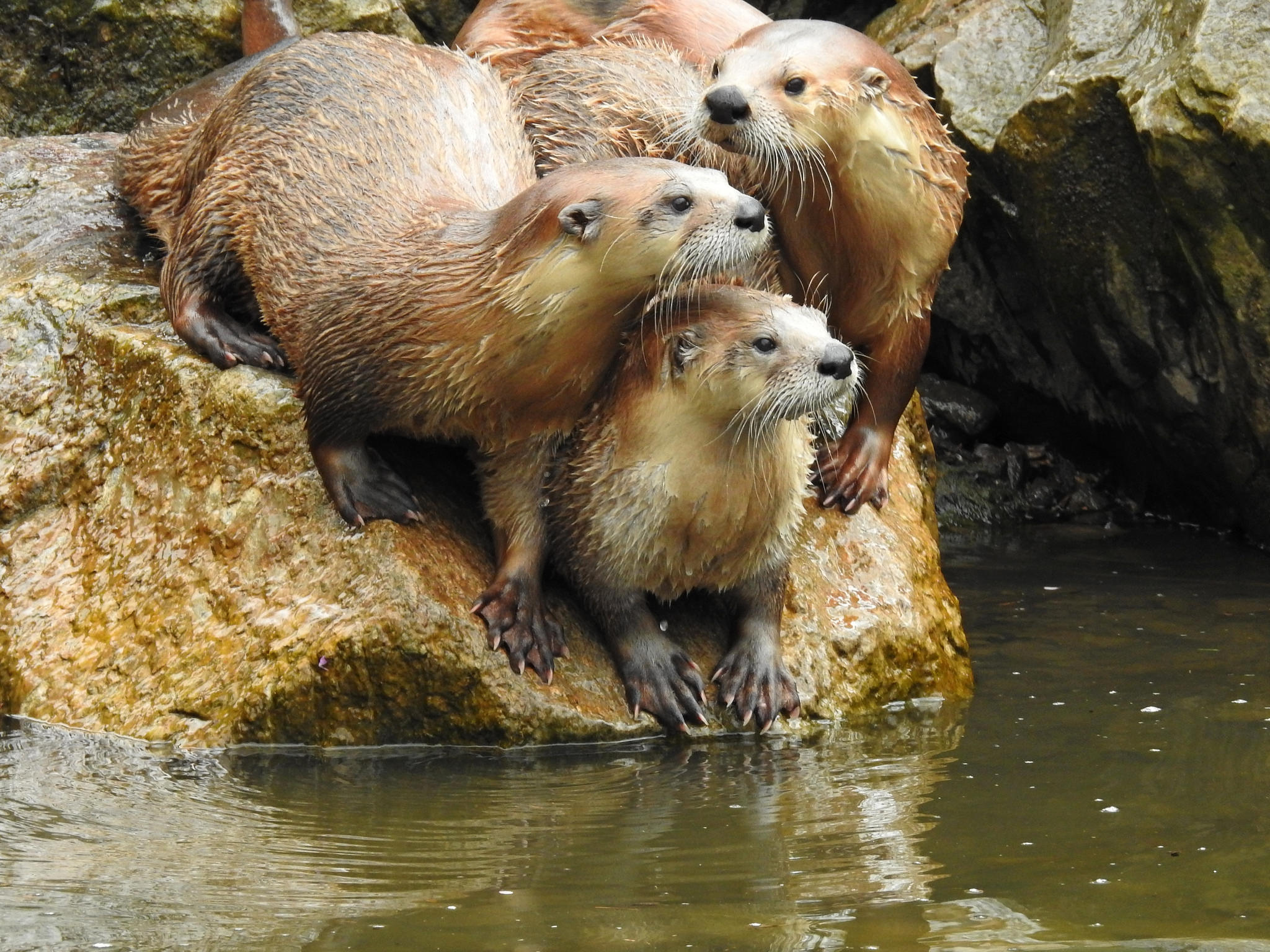 A bevy of otters | Scrolller