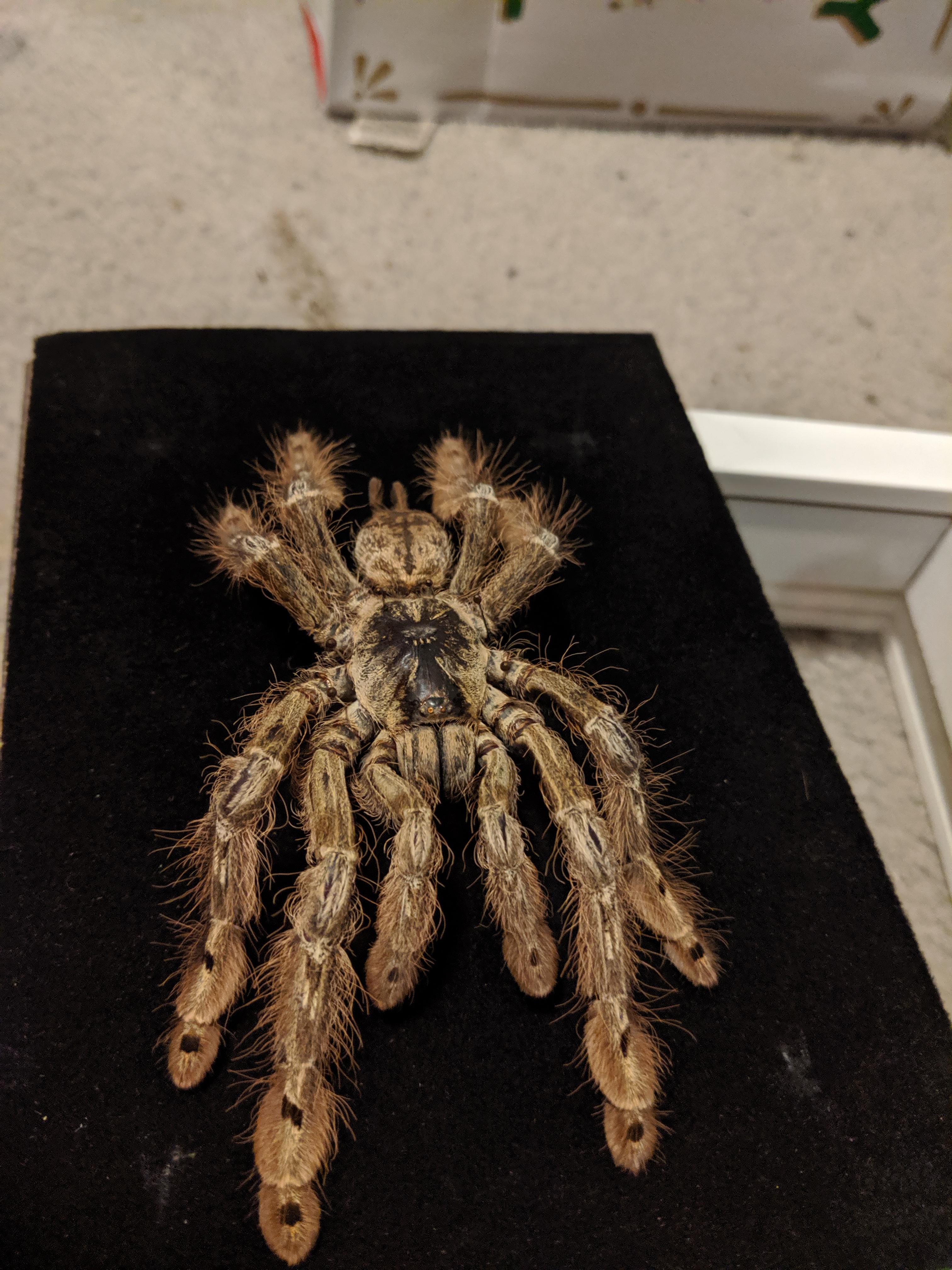 A big female feather leg baboon tarantula that I stuffed | Scrolller