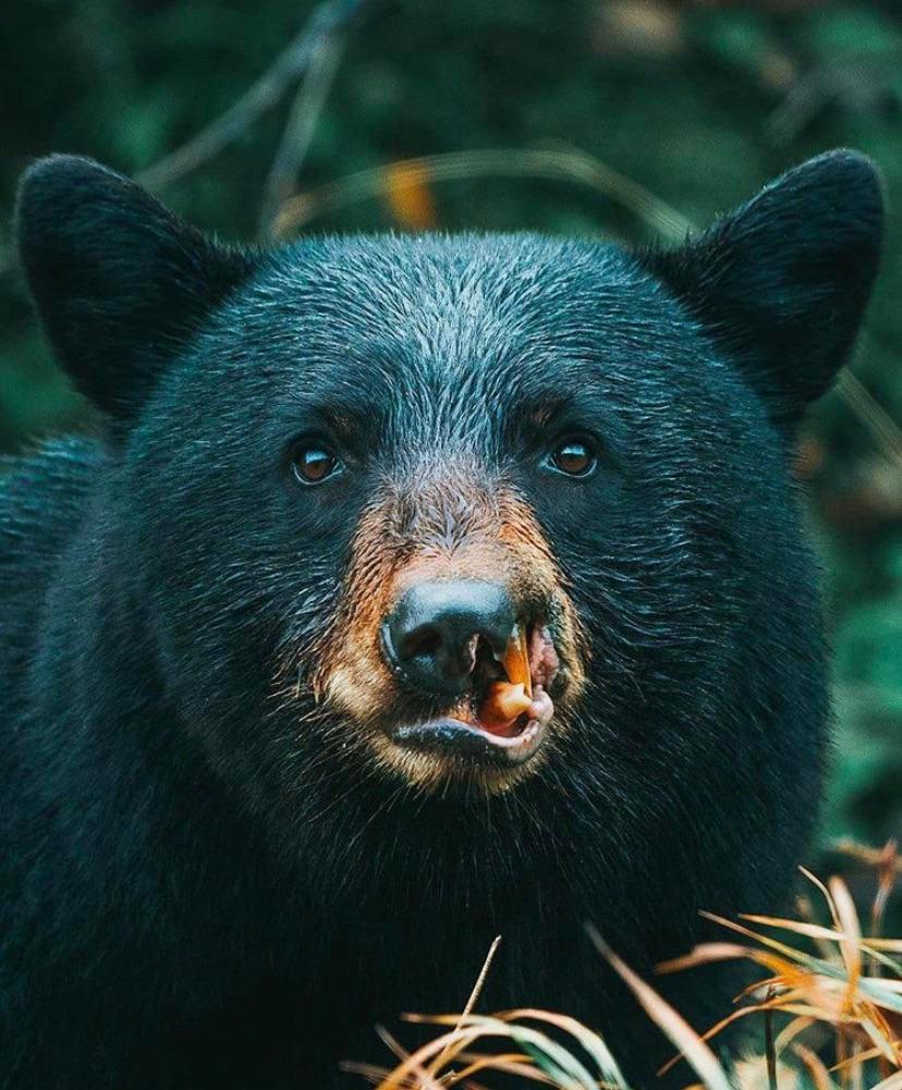 a black bears battle scar | Scrolller
