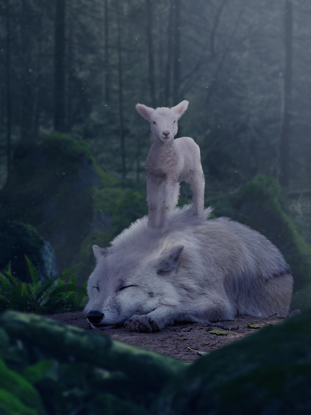 A brave little lamb | Scrolller