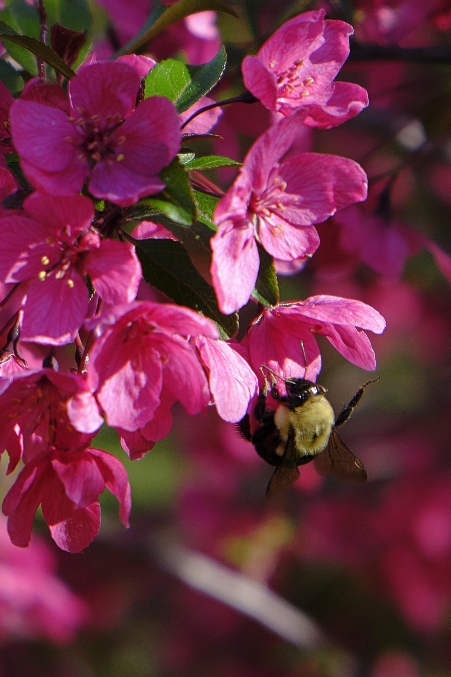 A Bumblebee in our Crabapple Tree | Scrolller