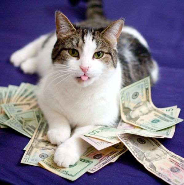 A cat on a stack | Scrolller