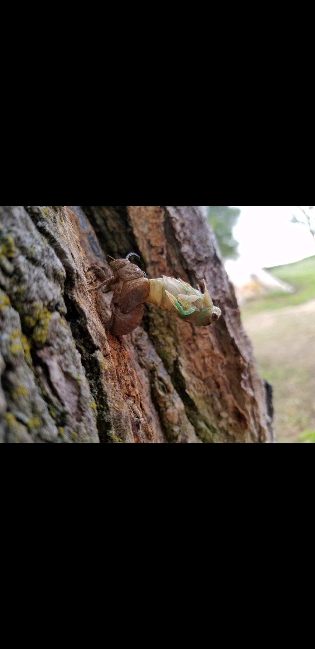 🔥 A cicada exiting its shell. | Scrolller