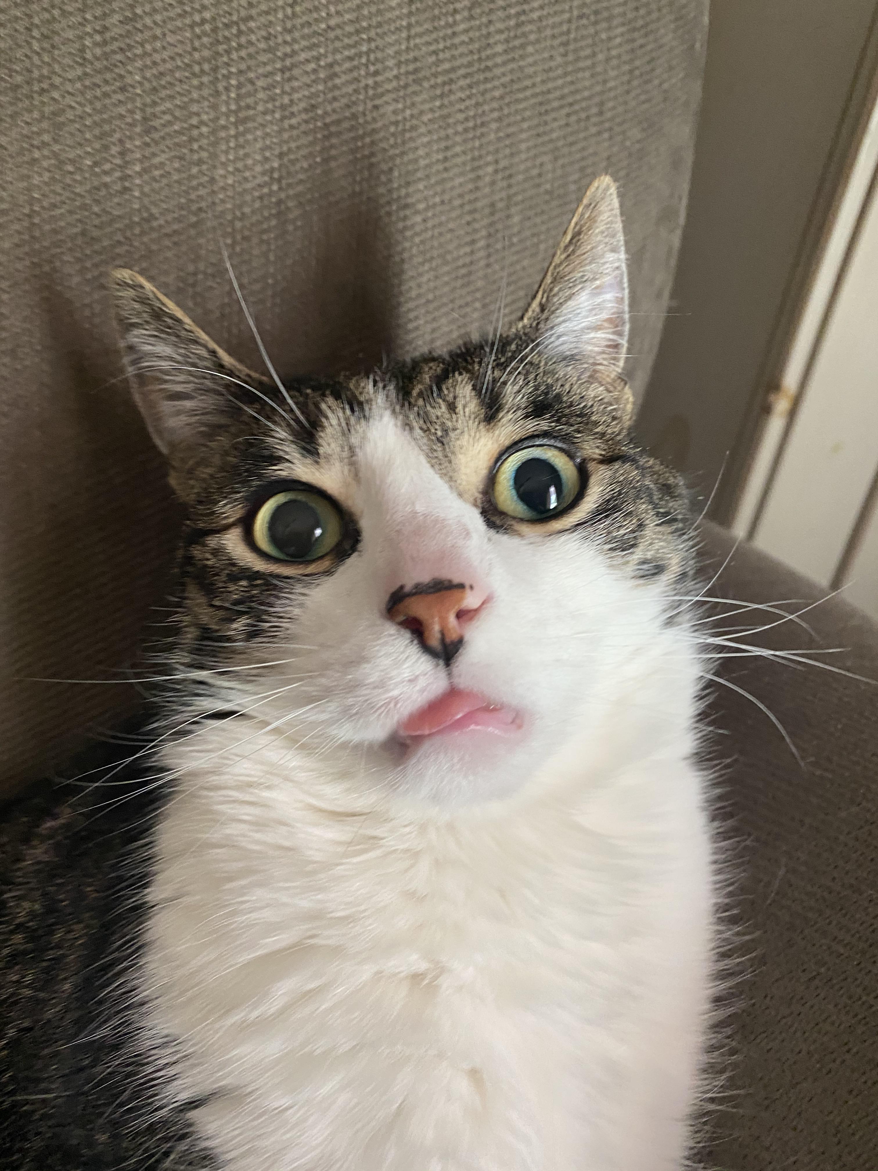 A derpy blep. | Scrolller
