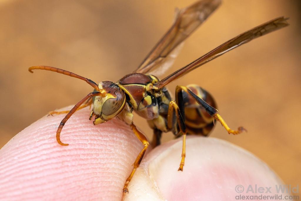 A feisty, but harmless, male paper wasp. Like all wasps only the females can sting. | Scrolller
