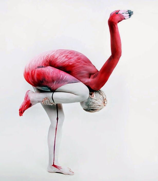 A Flamingo | Scrolller