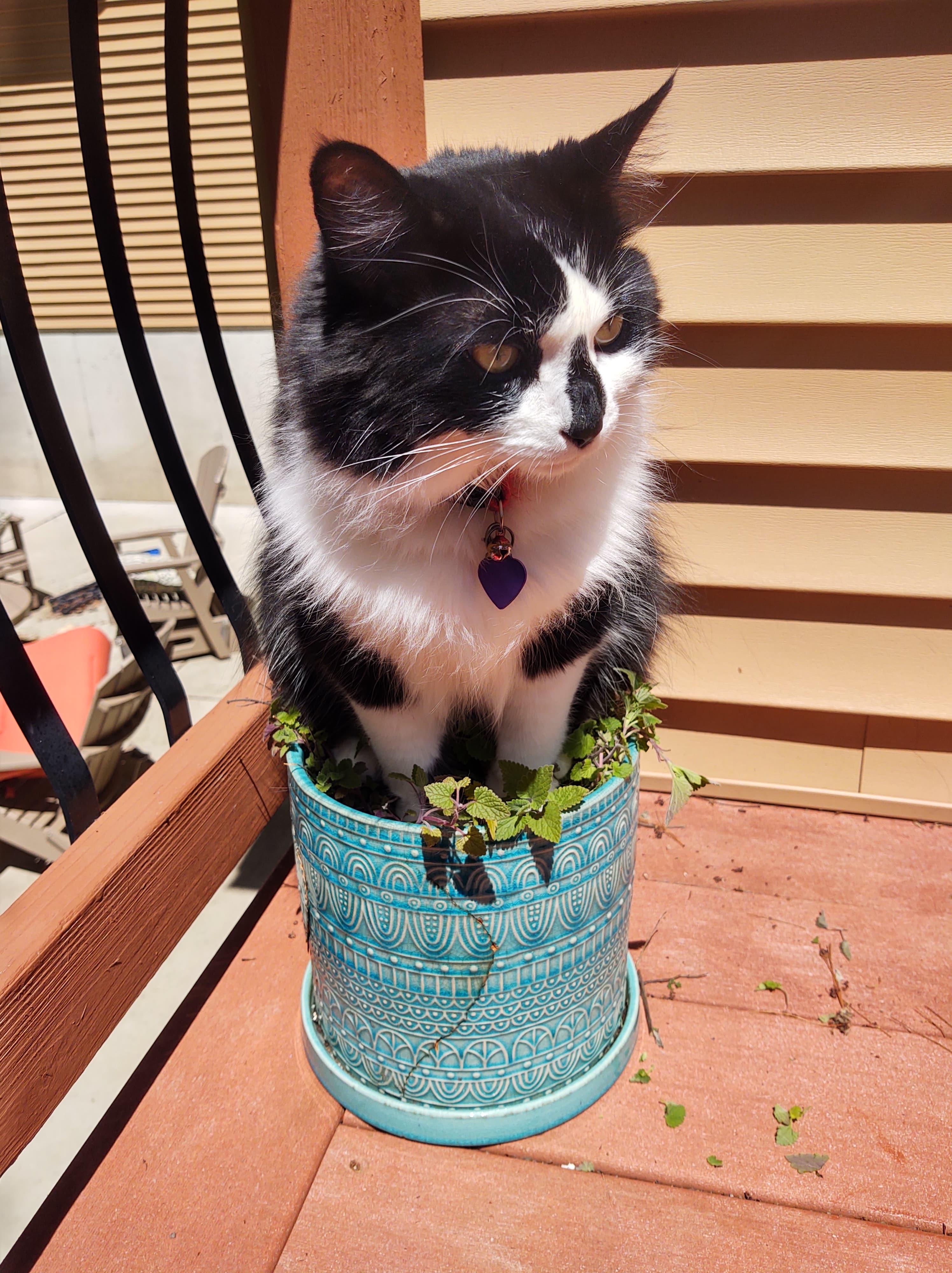 A girl and her mint | Scrolller