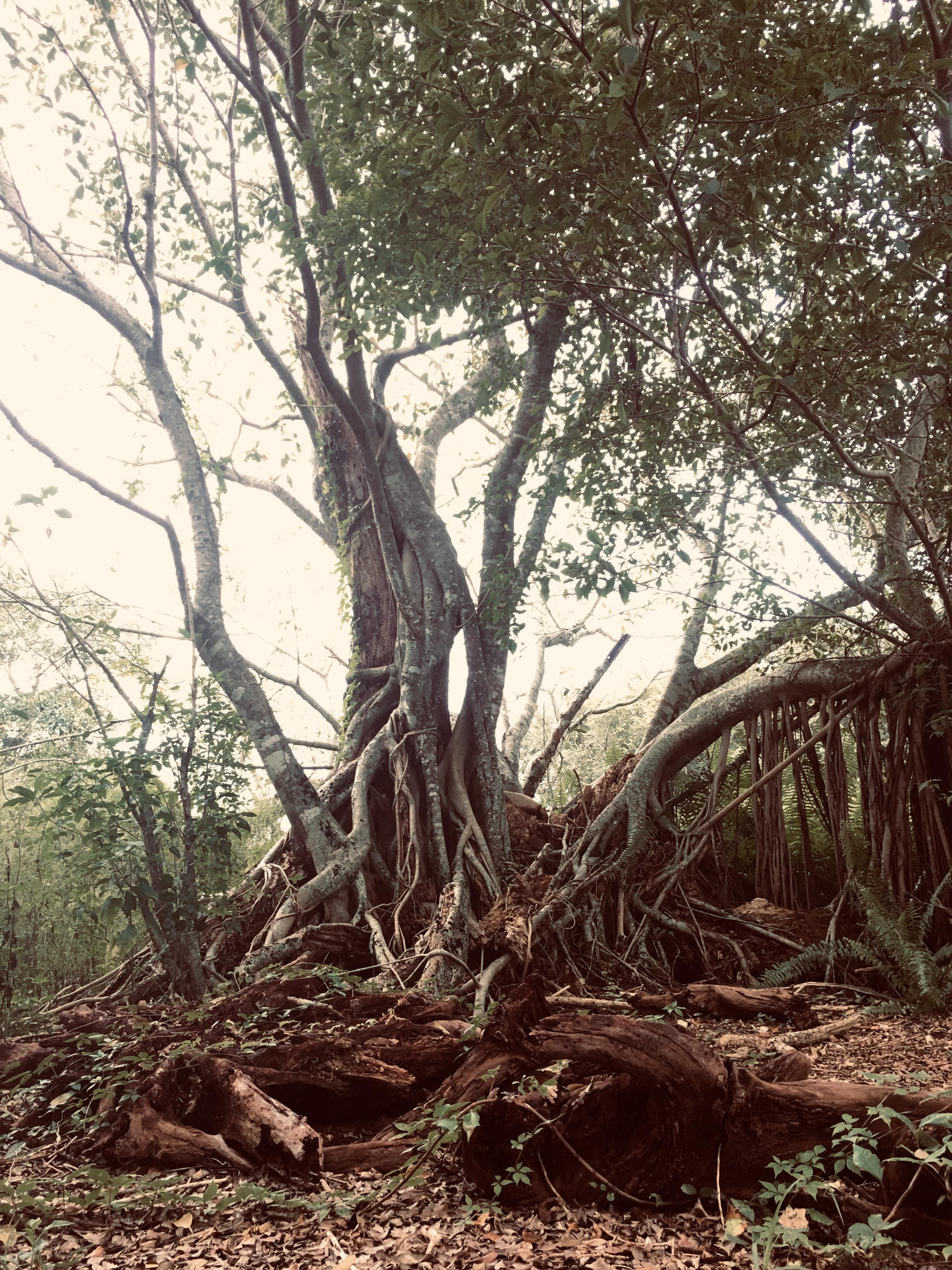 A gnarly Strangler Fig | Scrolller