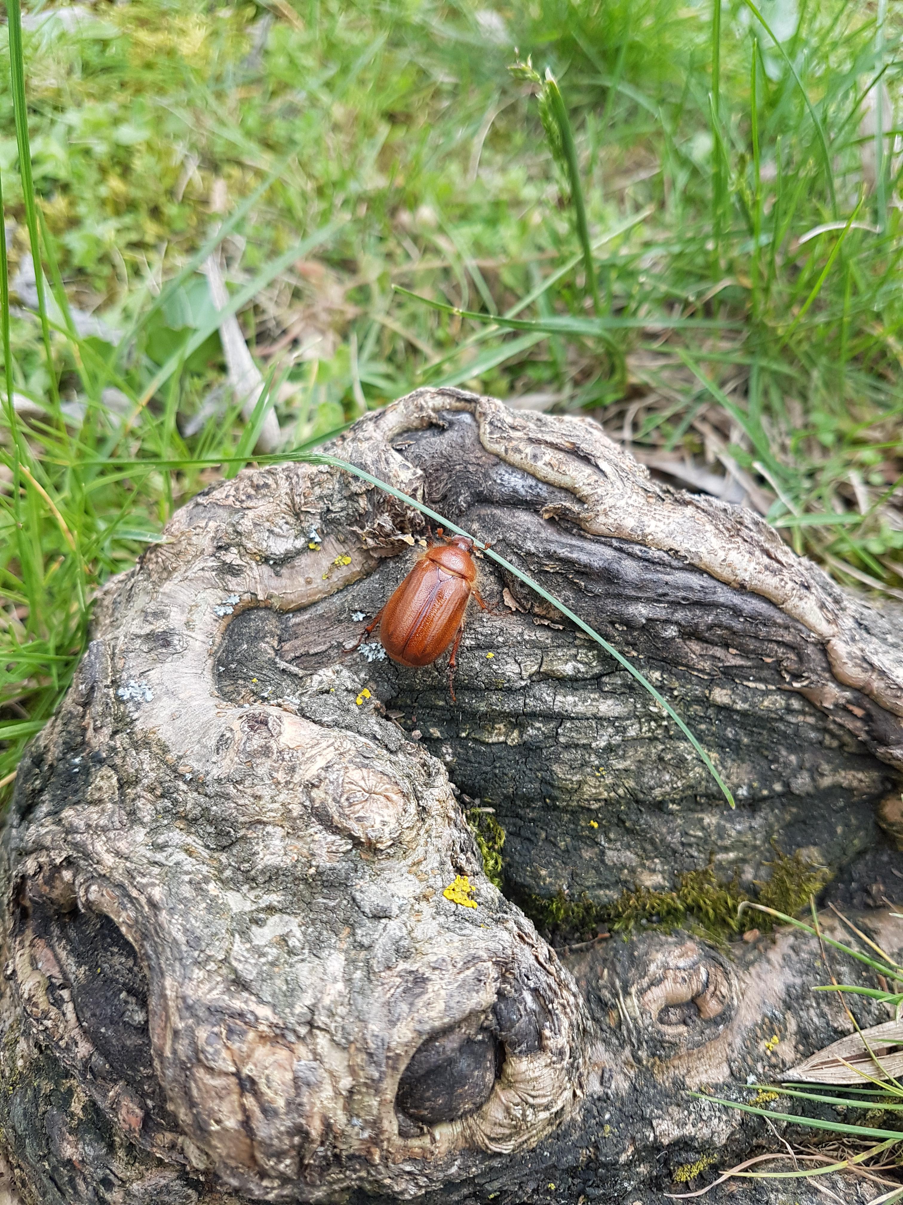 A goldsmith beetle | Scrolller