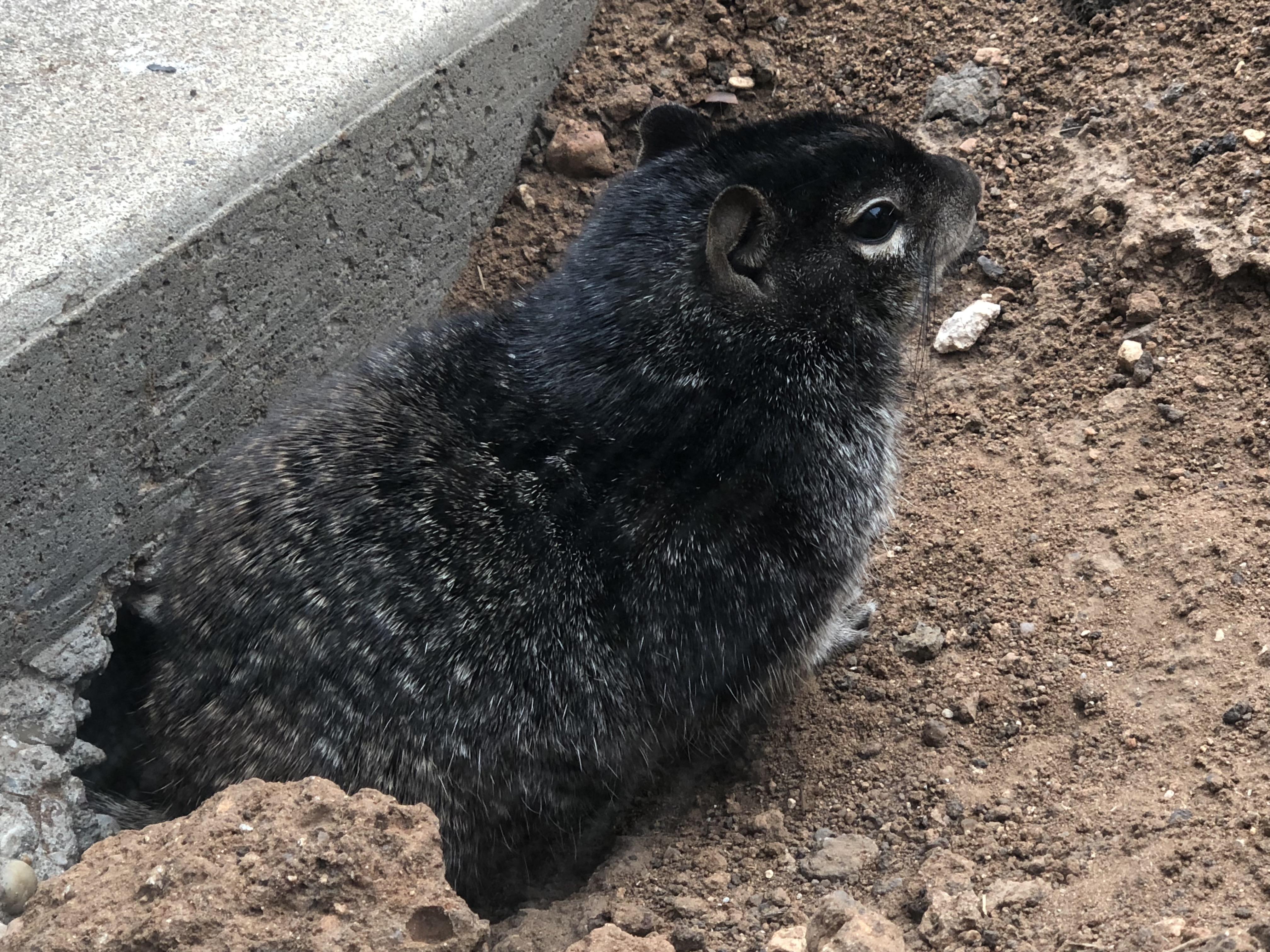 A ground squirrel dug it’s burrow outside our office window and I get to see it come out to sun ...