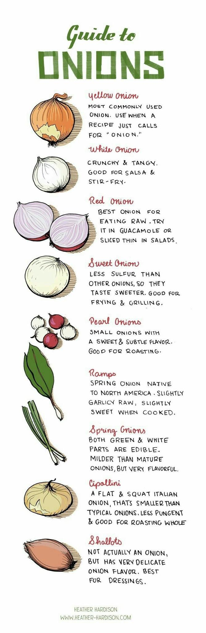 A guide to onions | Scrolller