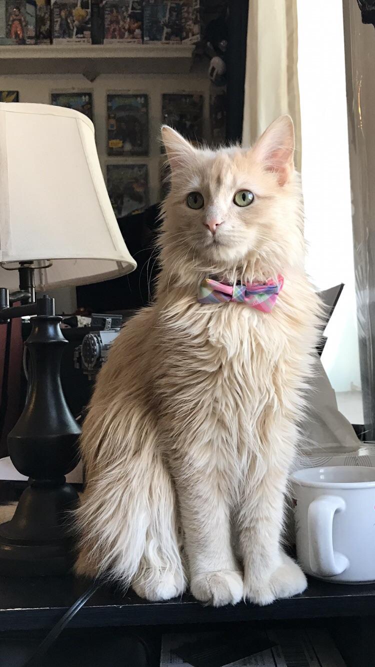 A Handsome little Devil | Scrolller