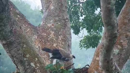 A juvenile Harpy Eagle practicing his flying ability during tropical rain | Scrolller