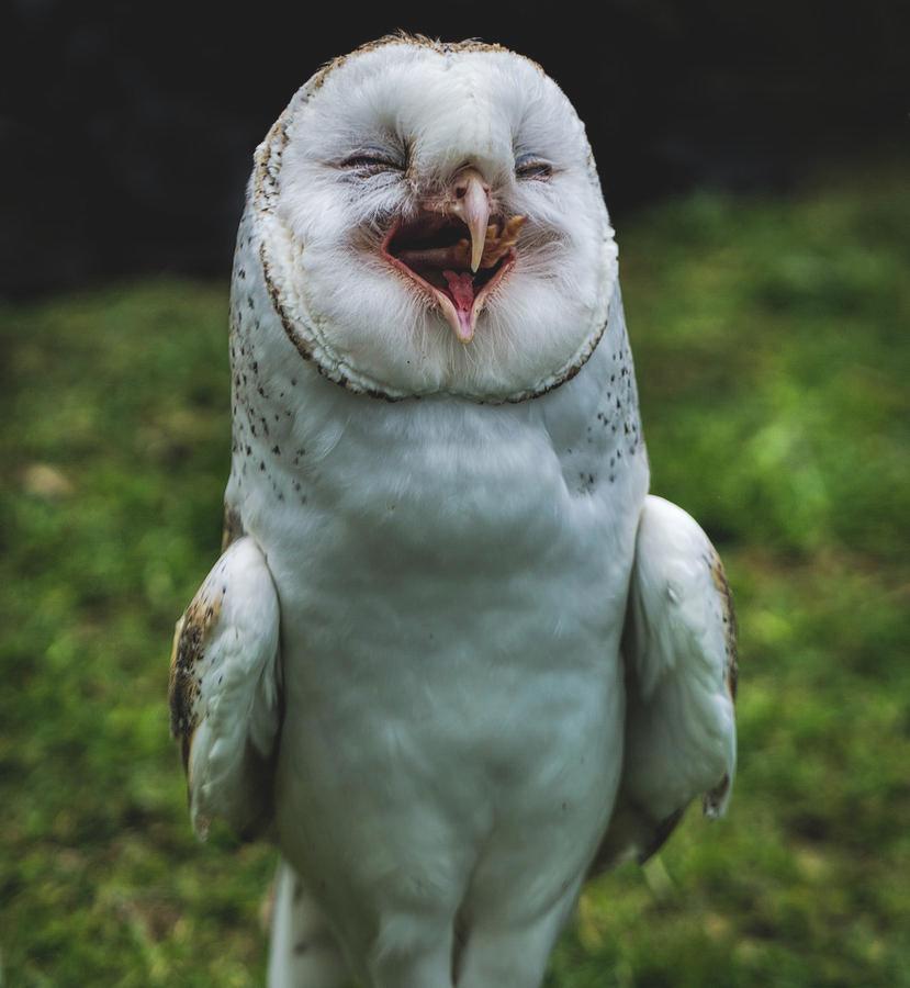 A Laughing Barn Owl | Scrolller