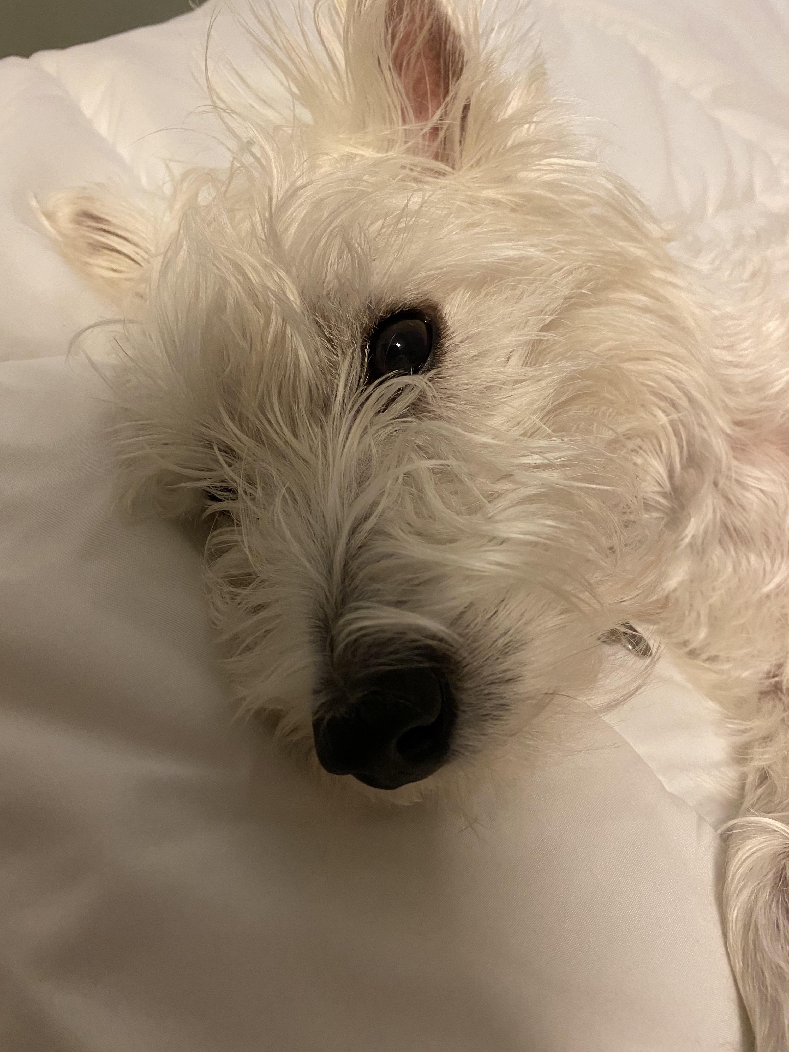 a lil westie waking up | Scrolller