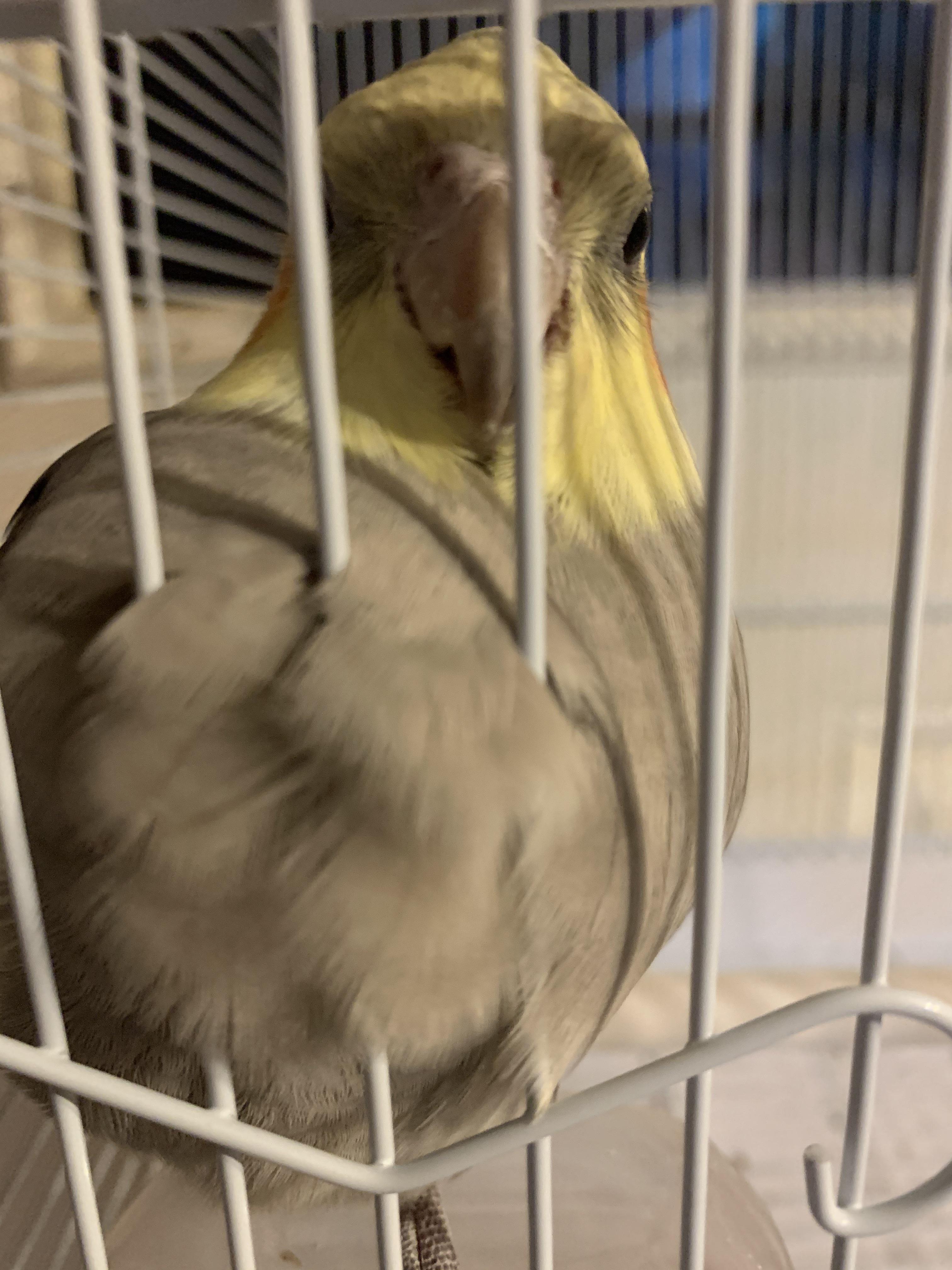 A liquid borb | Scrolller