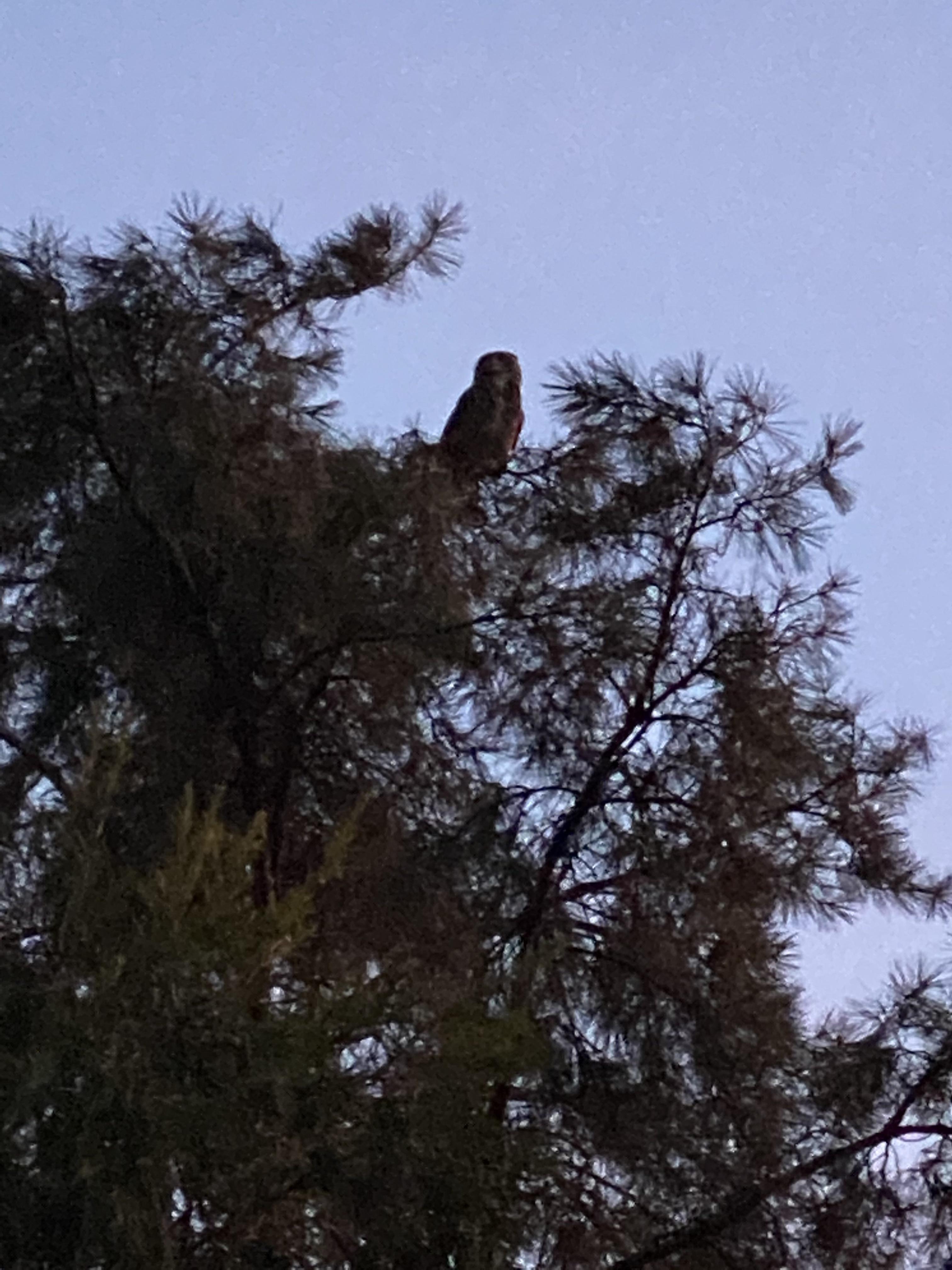 A little pick from my backyard of an owl, anyone able to tell what kind of owl? | Scrolller