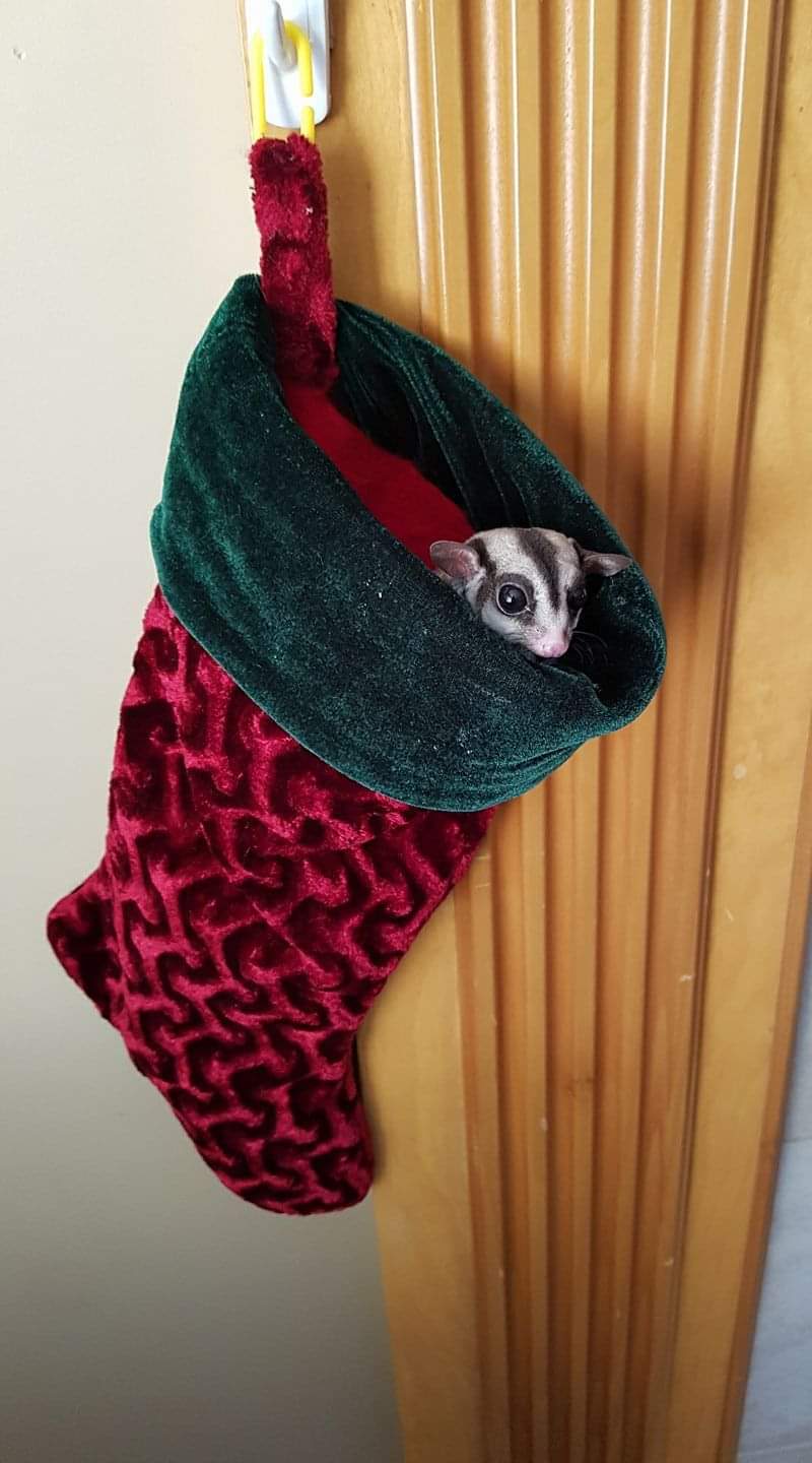 A little Stocking fun... | Scrolller