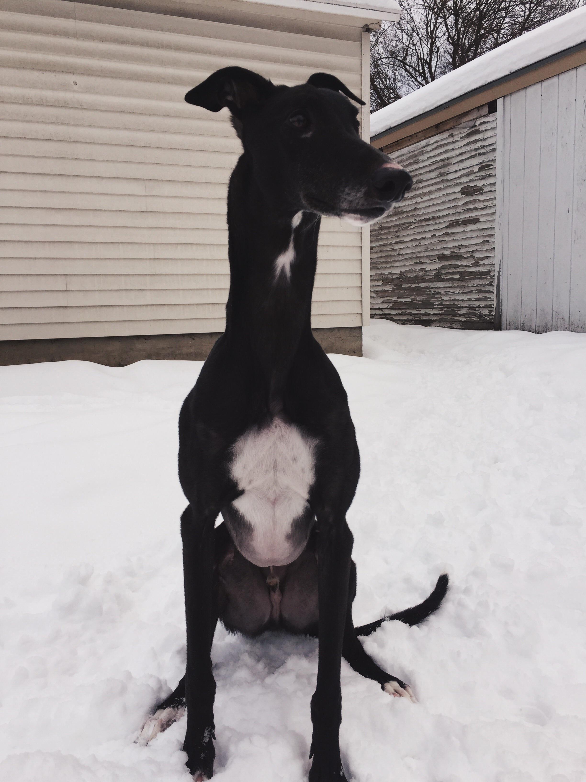 Discover more like Greyhounds: A long-necked doggo and Related Content | Scrolller