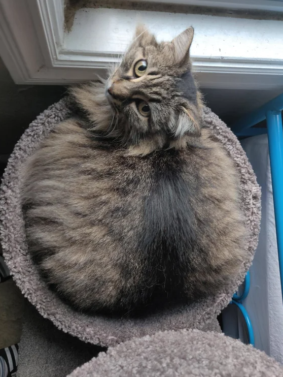 A malnourished stray no longer! Her loaf kind of turned into a pancake | Scrolller