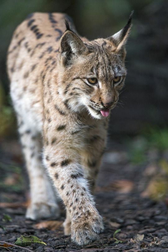 A mighty Lynx blep | Scrolller