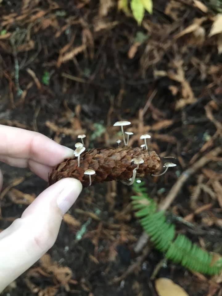 A mushroom forest on a pinecone | Scrolller