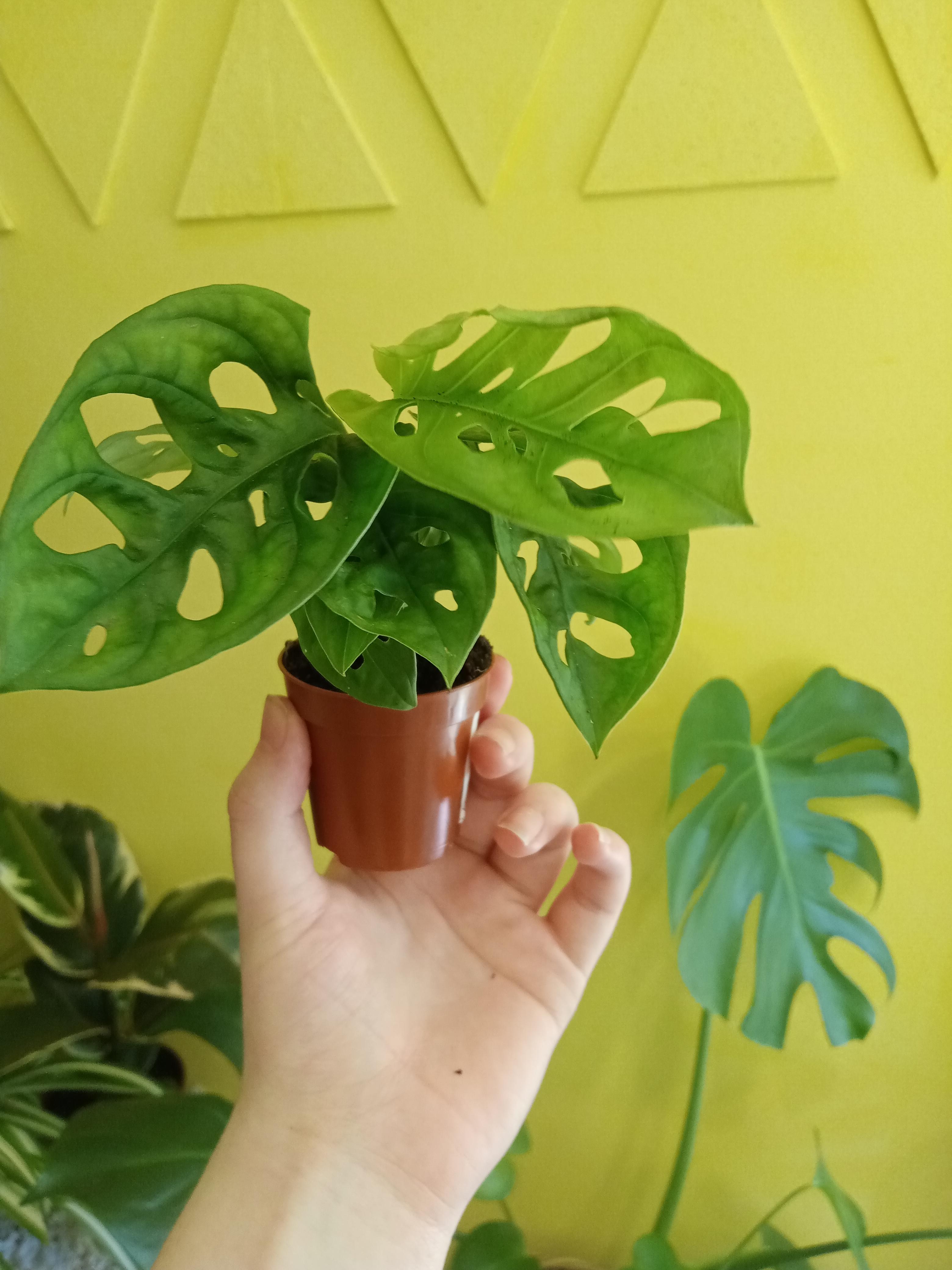 A new Tiny Monstera adansonii just joined the family! | Scrolller