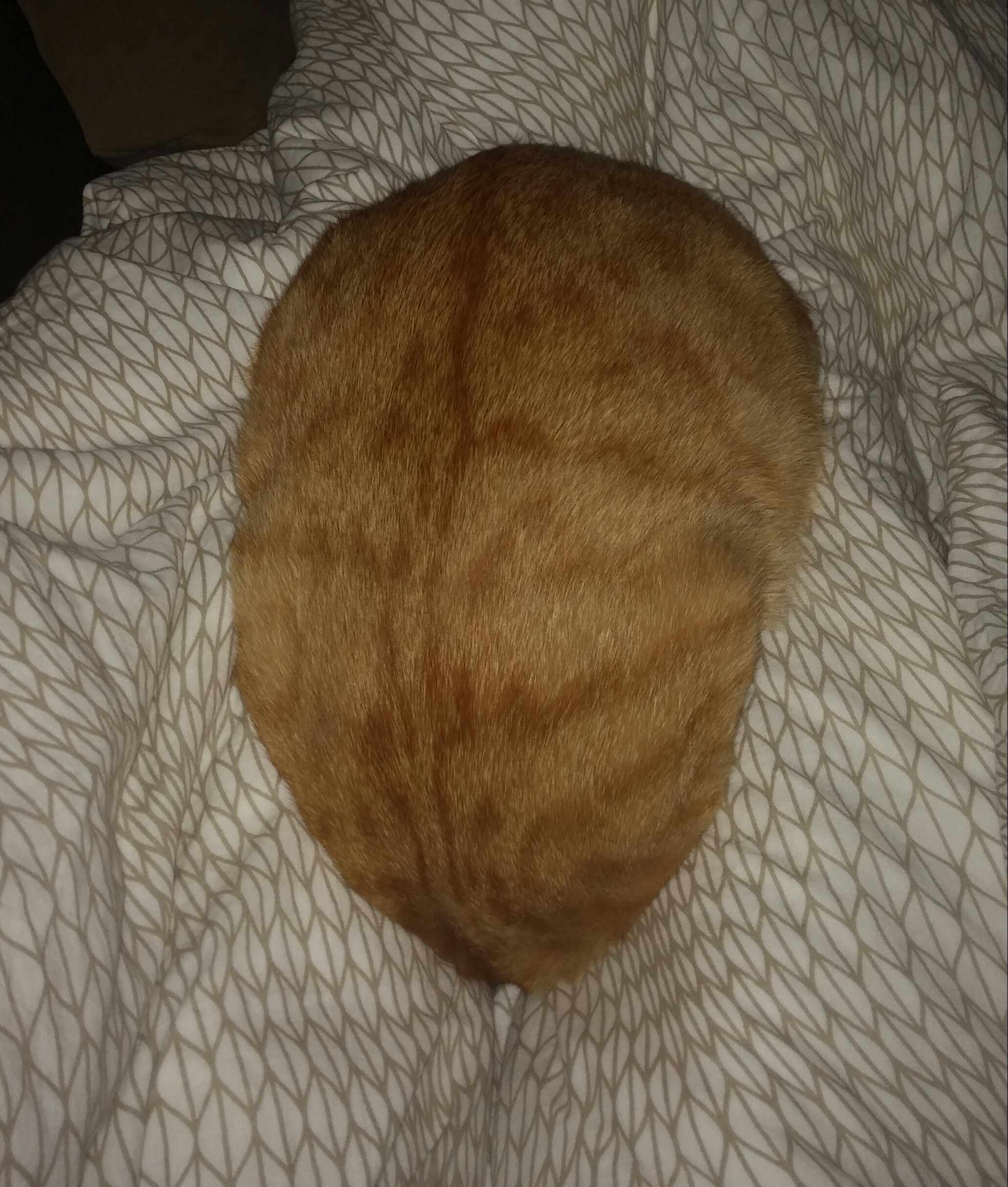 A nicely baked round loaf. | Scrolller