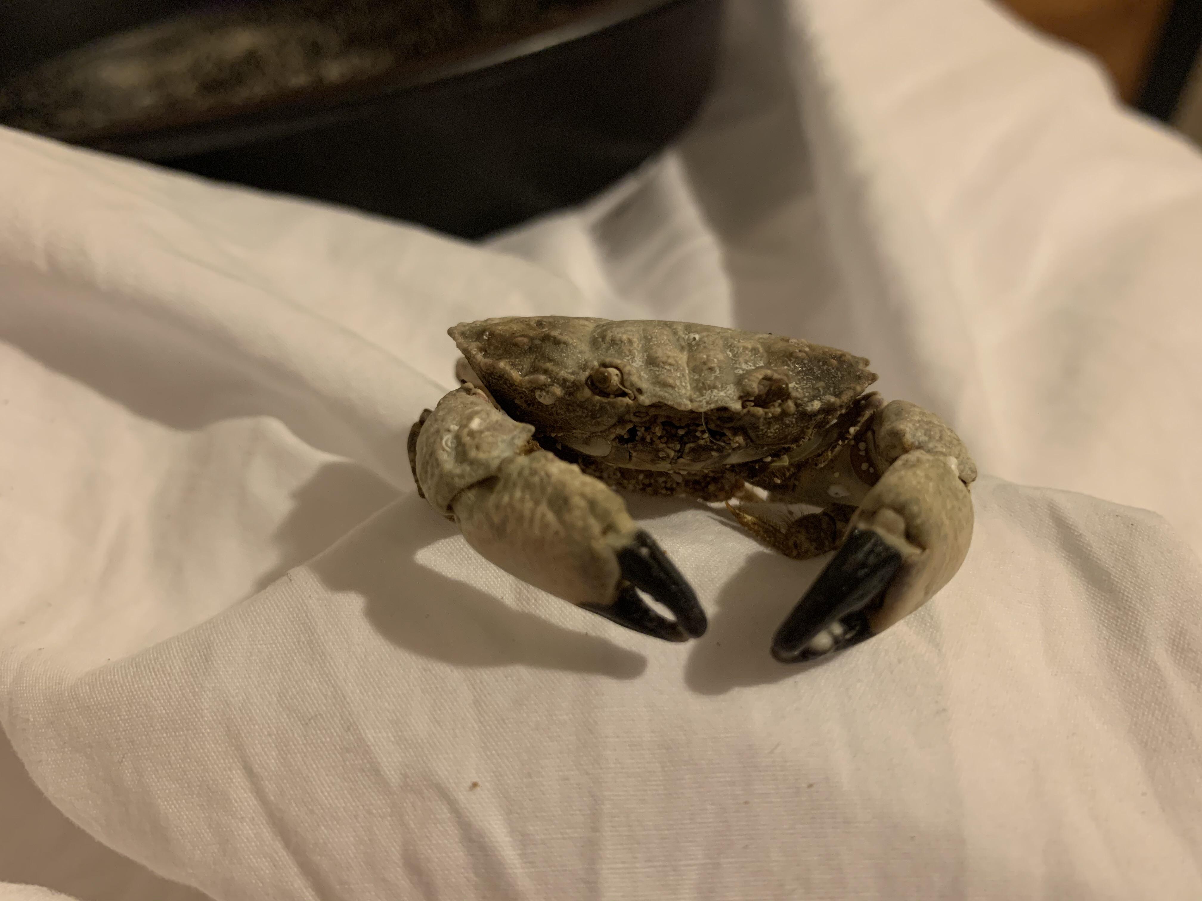 A perfectly preserved crab | Scrolller